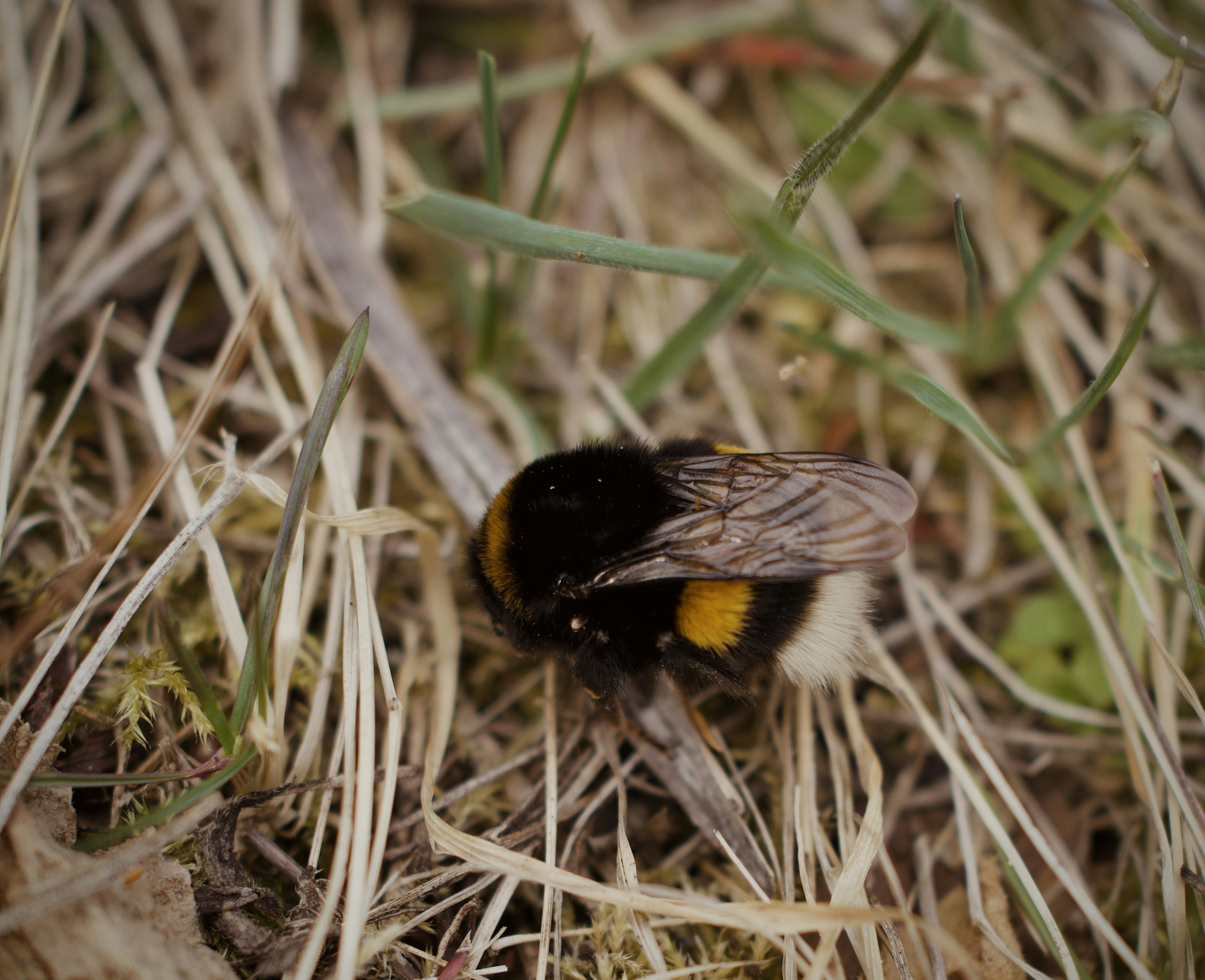 Night-black Halo: A Bumblebee Resting in Spring Grass