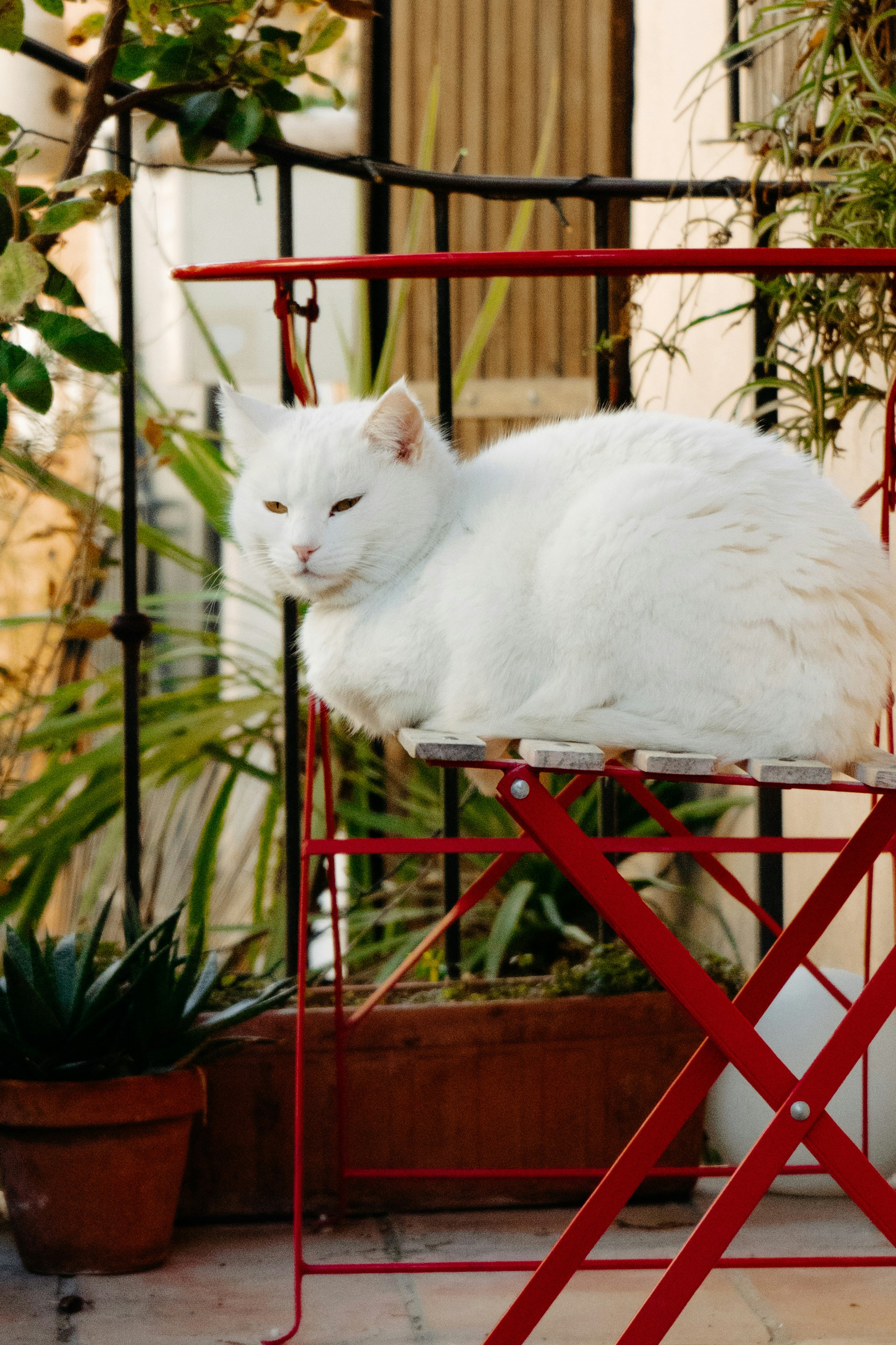 a white cat sitting on top of a red chair