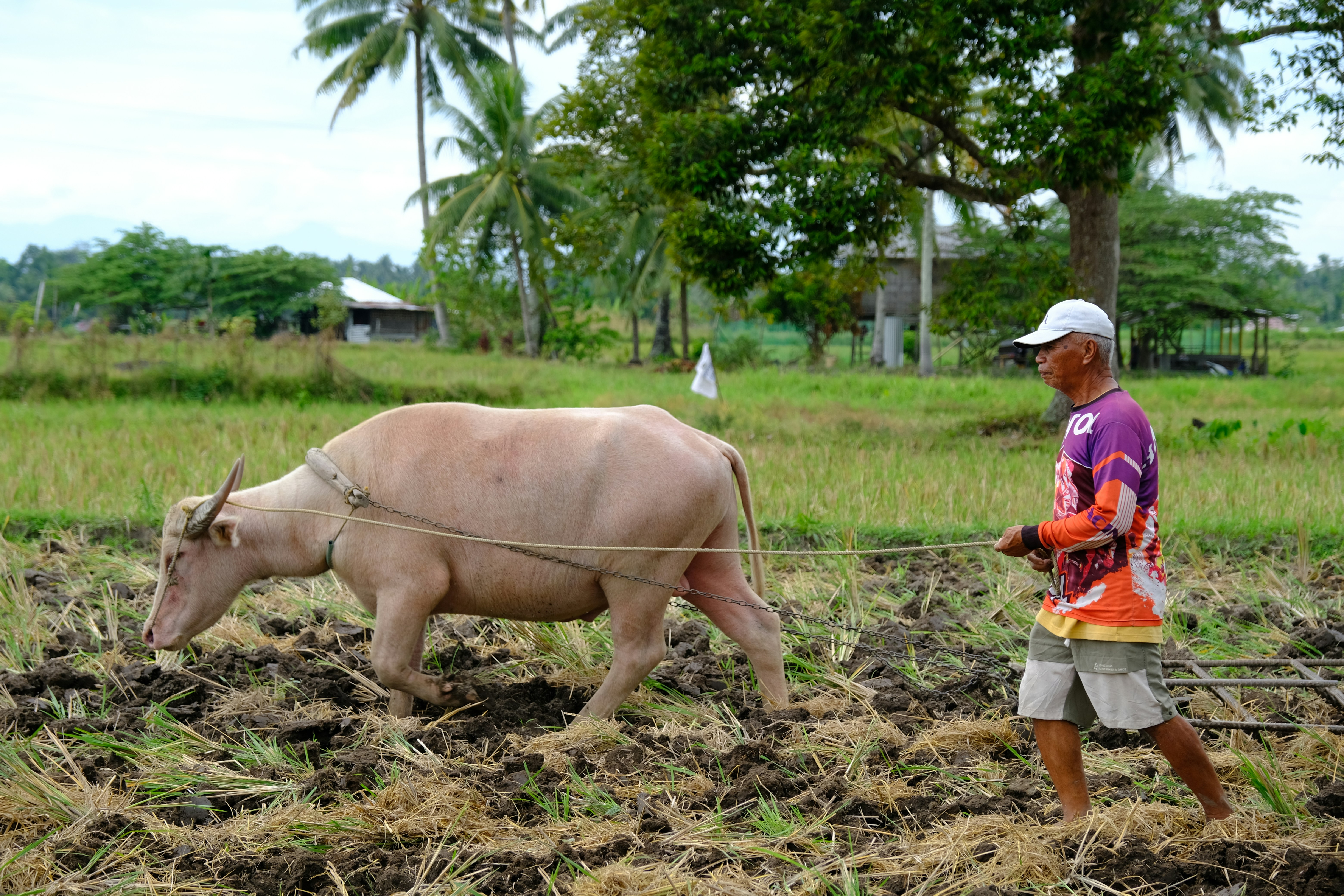 Carabao Pictures | Download Free Images on Unsplash