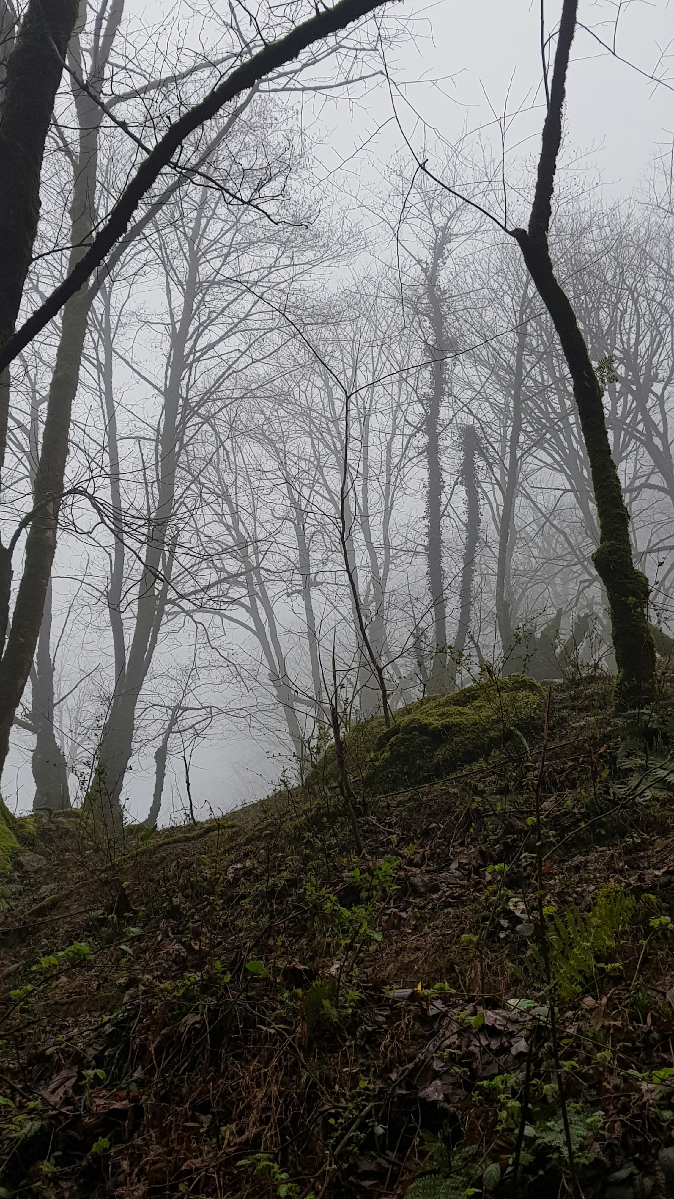 A foggy forest filled with lots of trees photo – Free Fouman Image on ...
