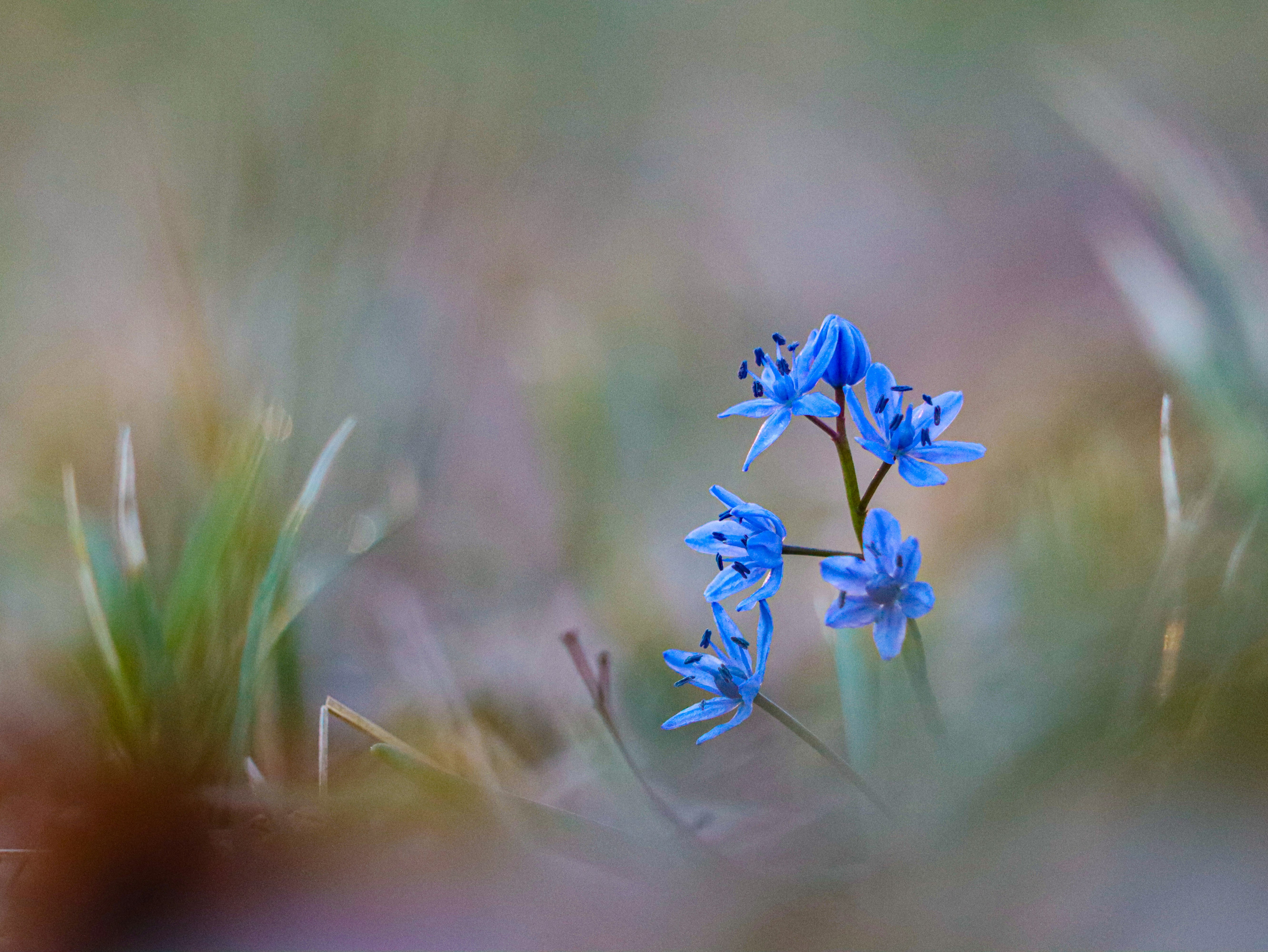 Some blue flowers are growing in the grass photo – Free Nature Image on ...