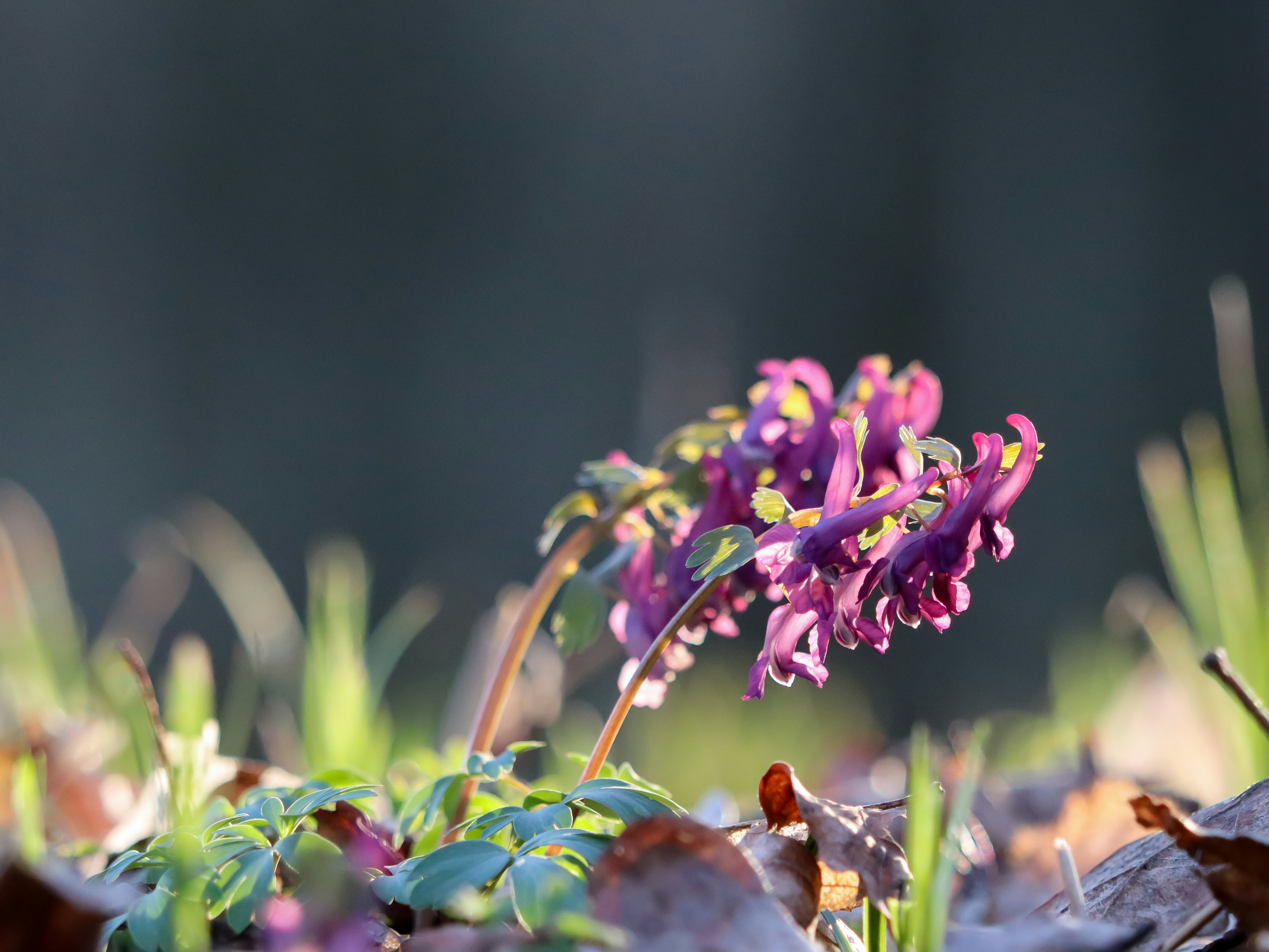 a close up of a purple flower in the grass
