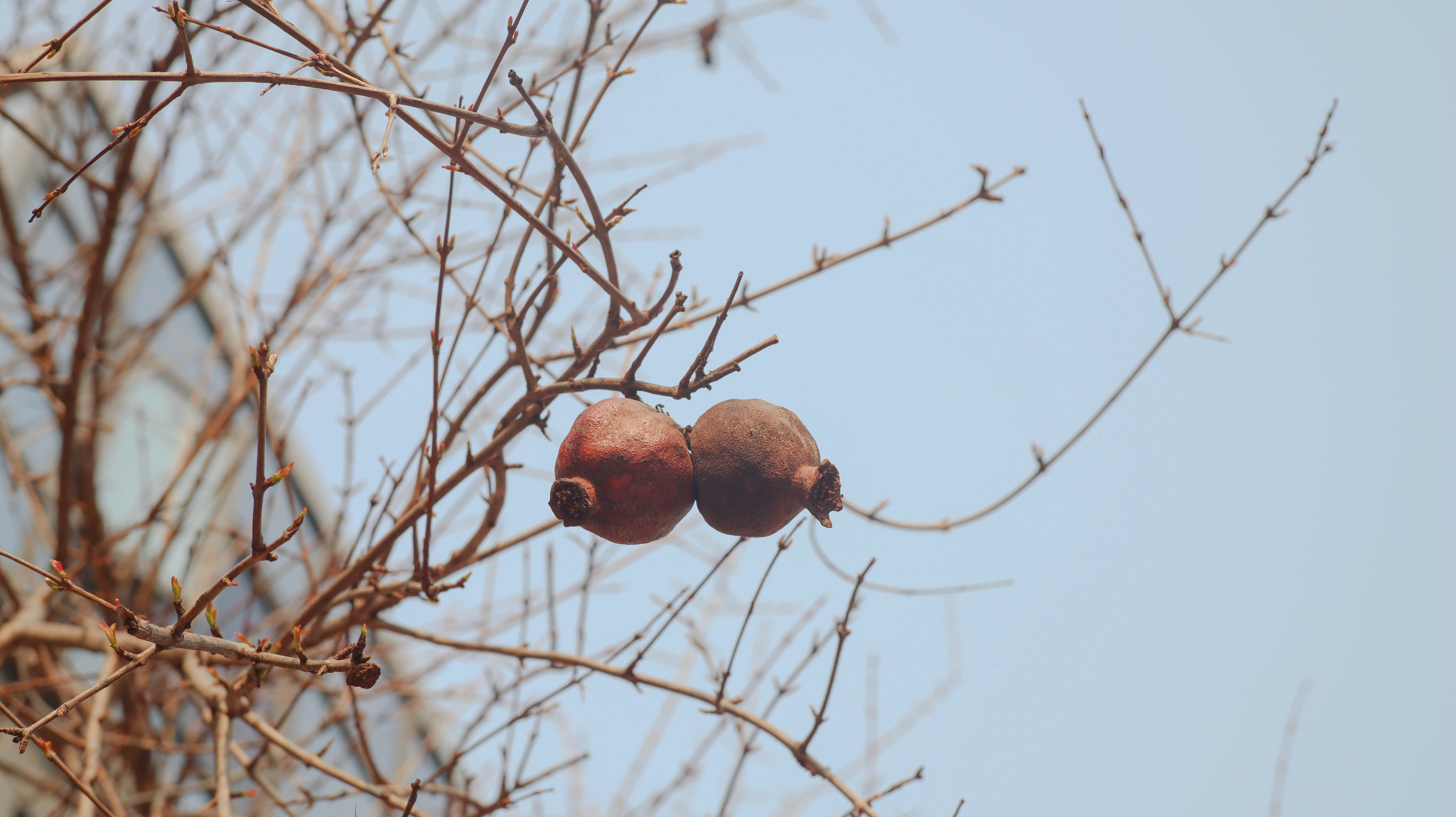 a couple of fruit hanging from a tree