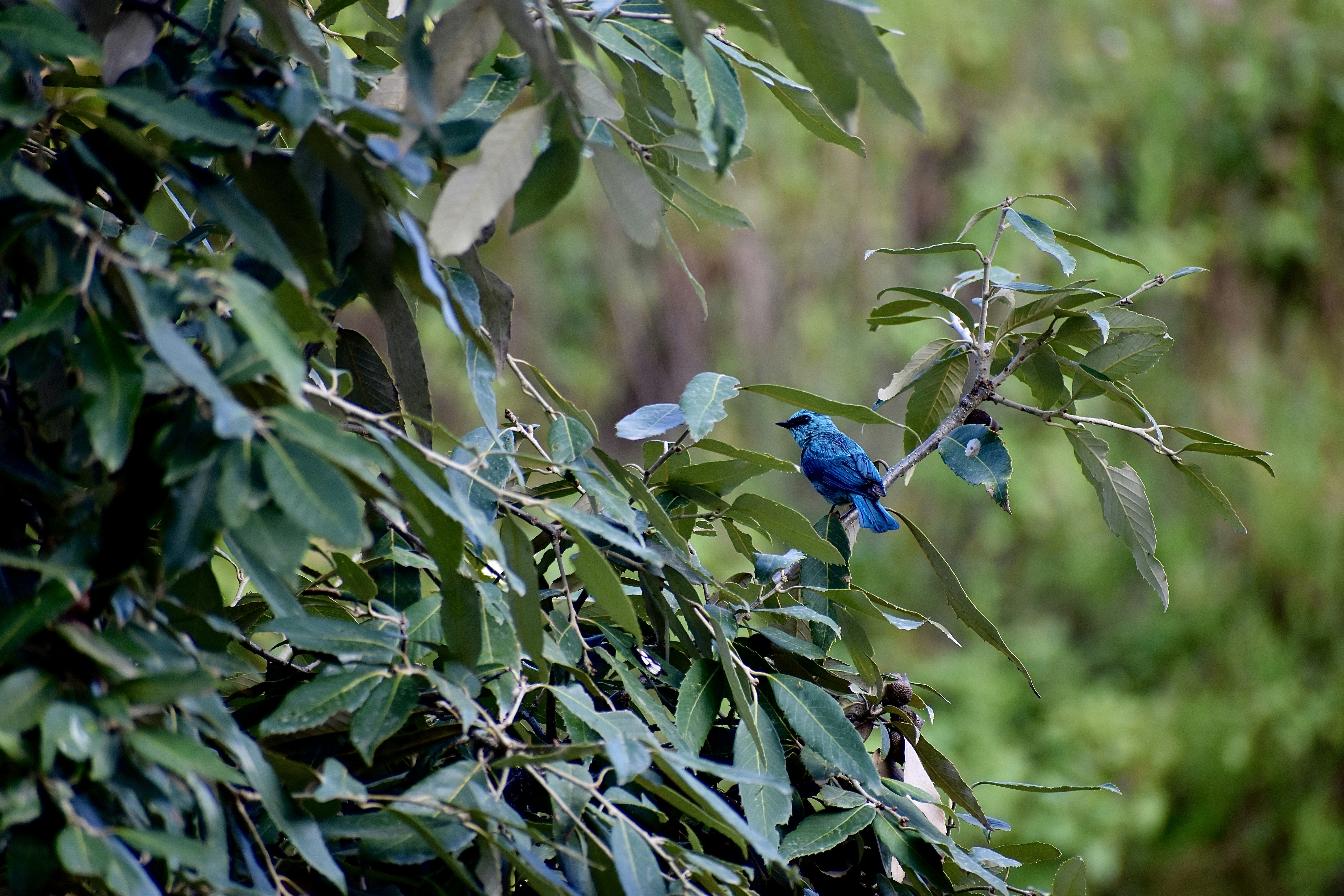 Photo by Maneesh Lingwal with Nikon D5600