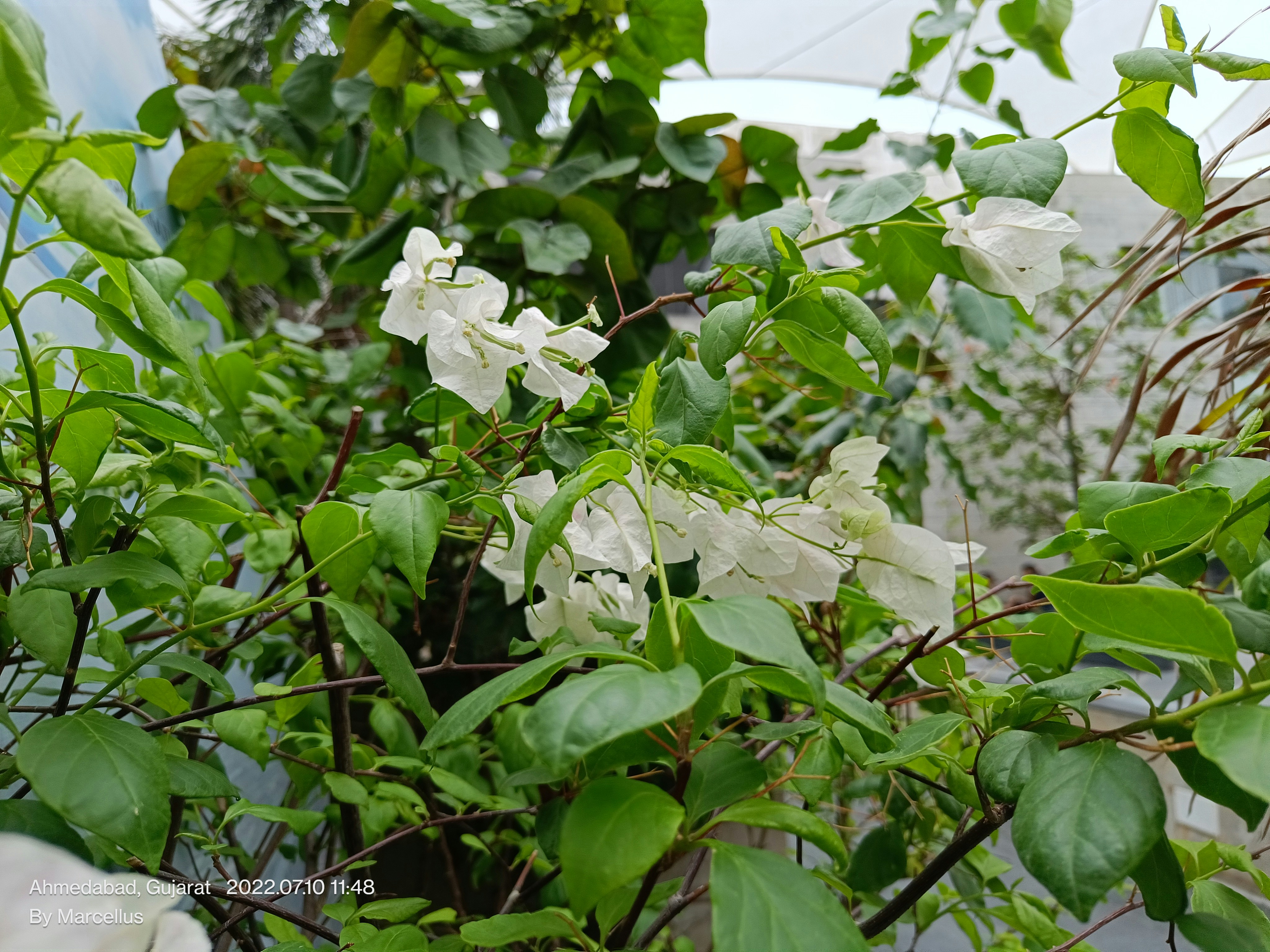 White flowers surrounded by vibrant green leaves in a garden setting.