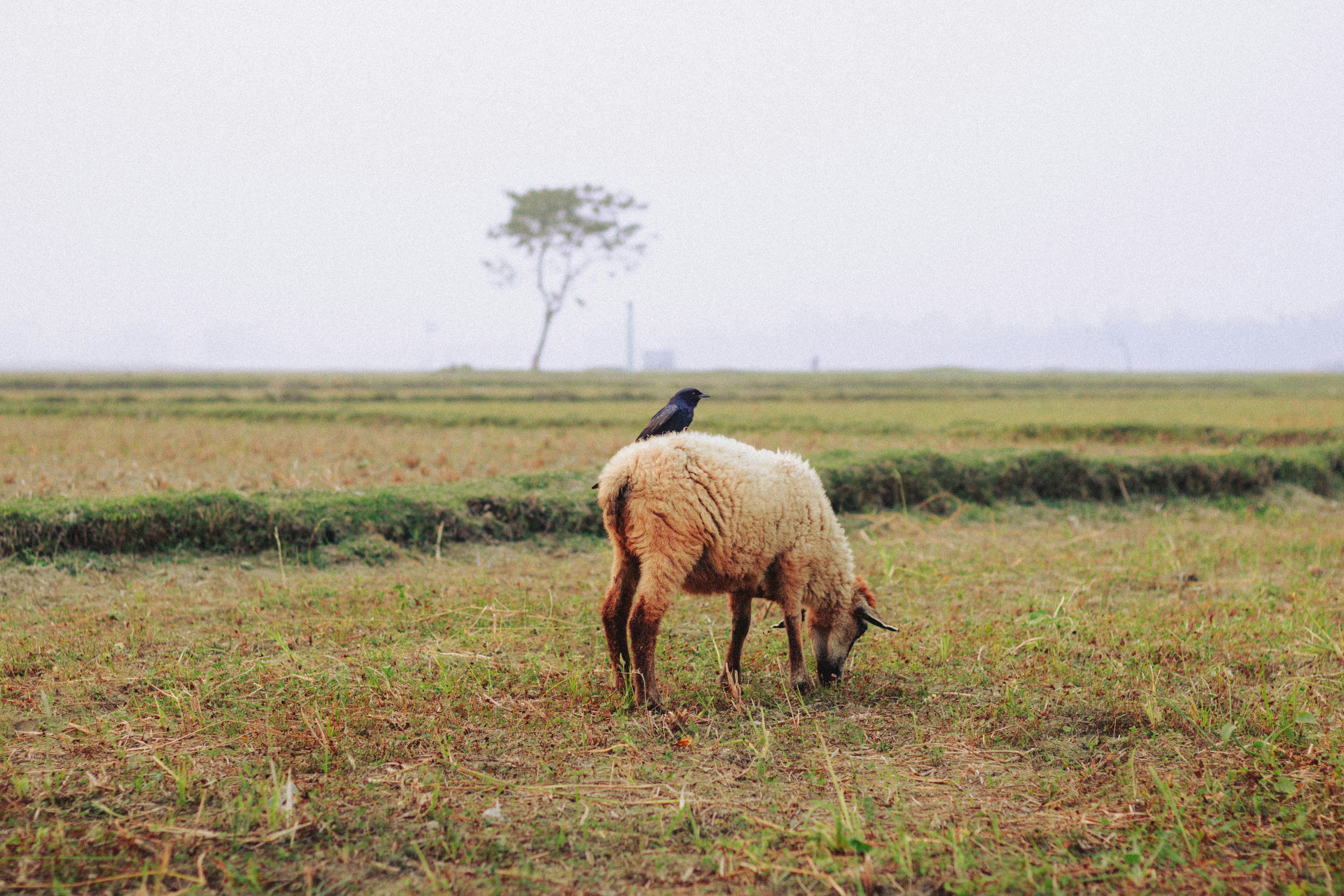 A sheep standing in a field with a bird on its back photo – Free Animal ...