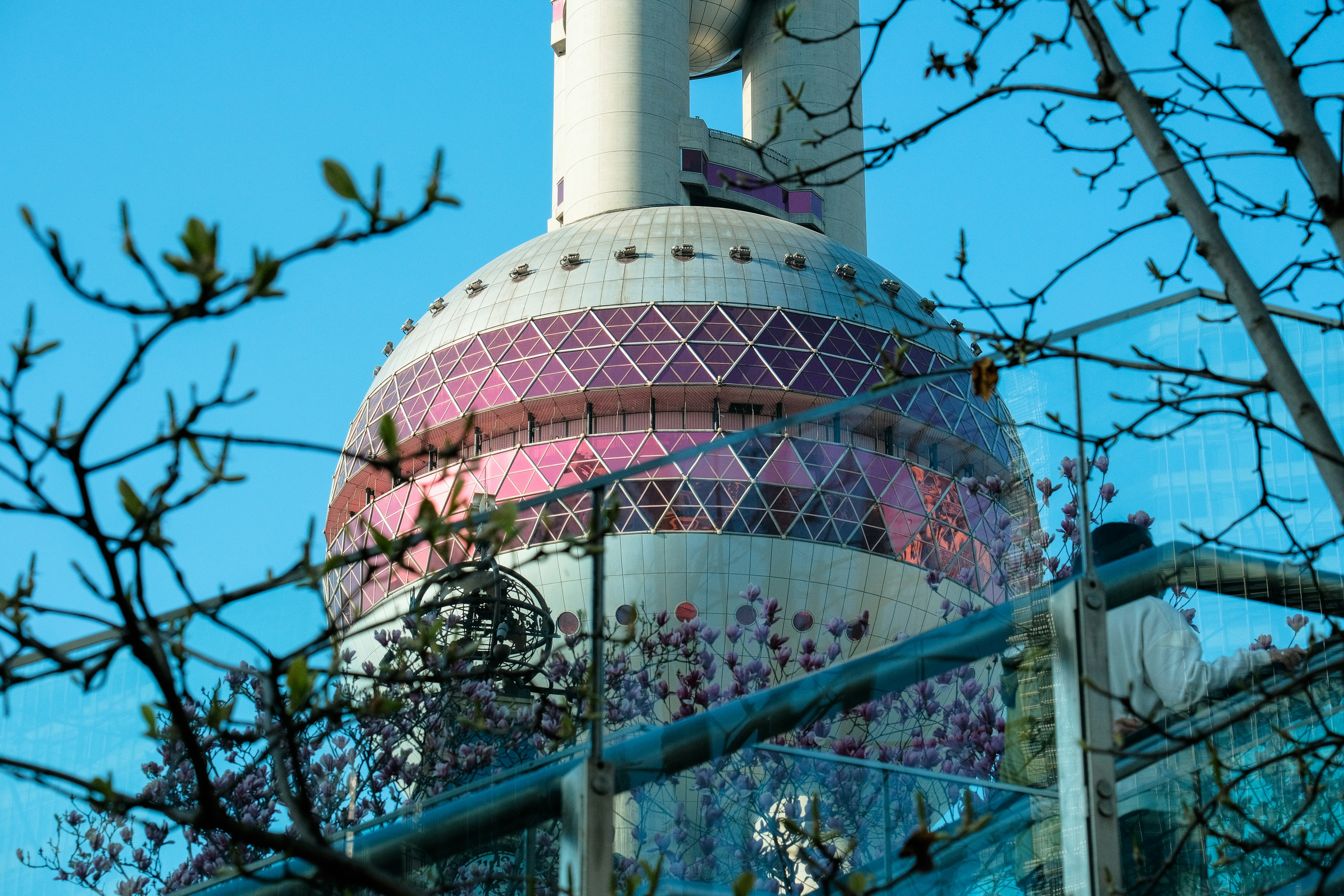 Blossoms Frame the Iconic Skyline