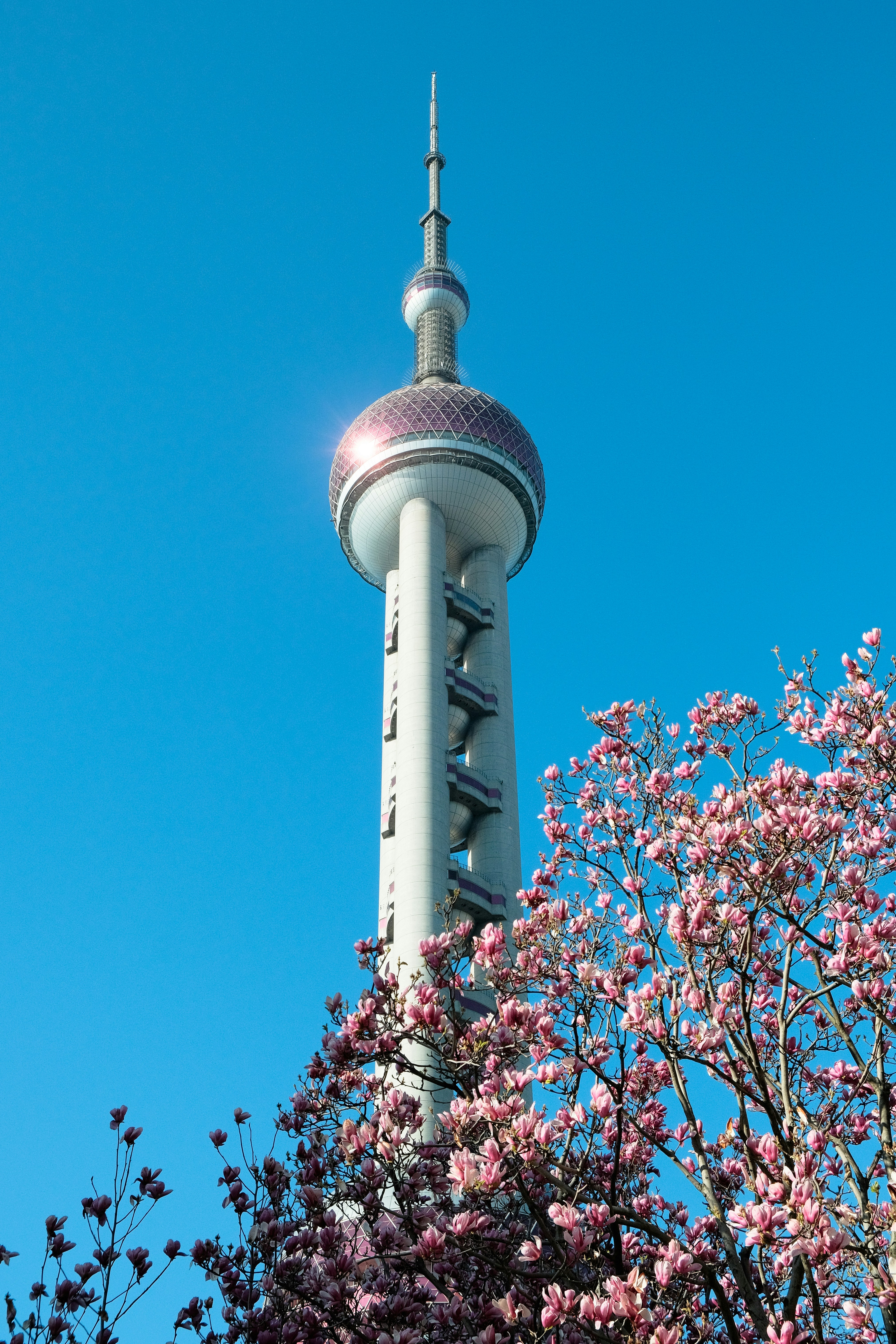 Azure Spire in Spring: Shanghai Tower Framed by Cherry Blossoms