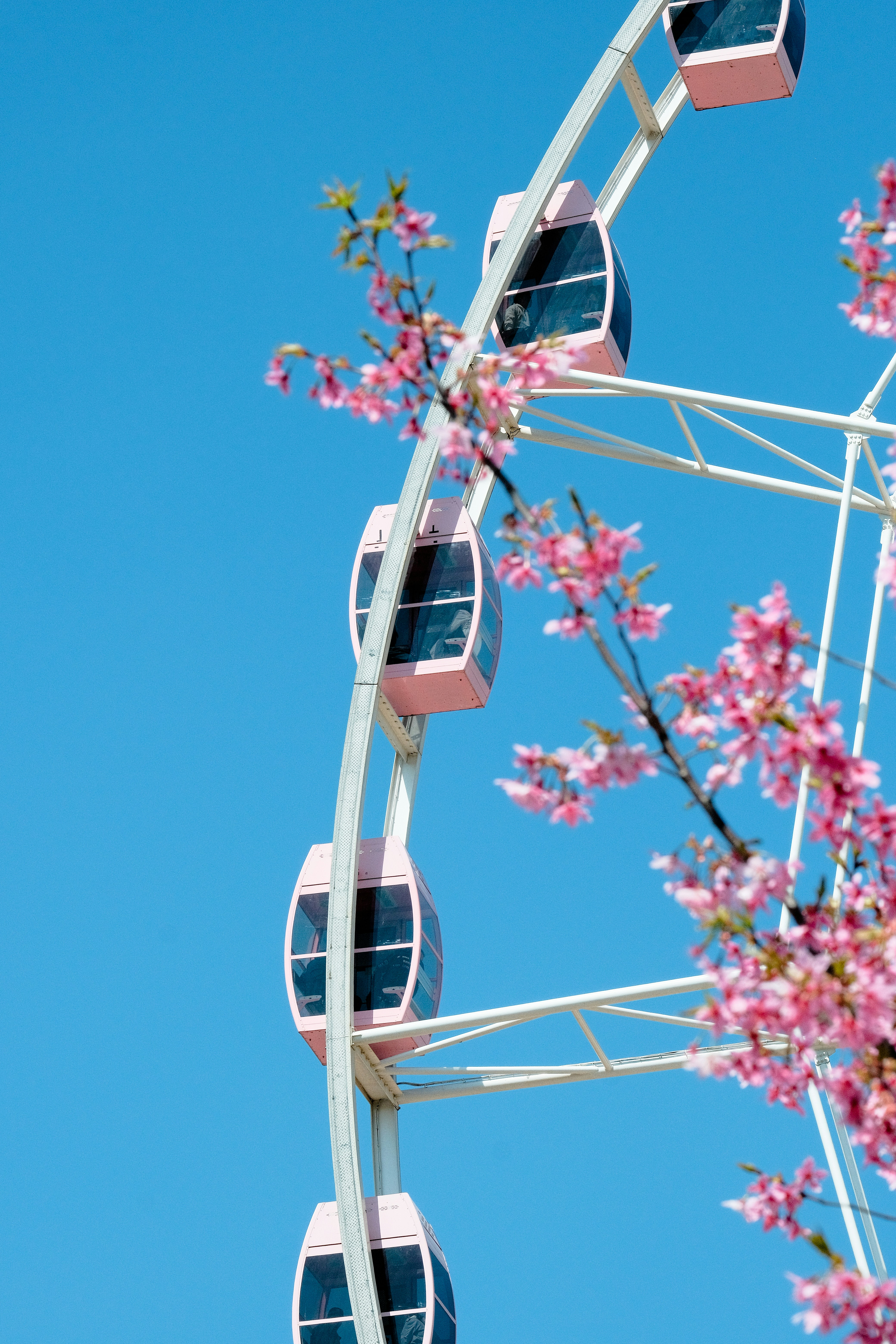 Azure Sky, Pink Cabins: A Ferris Wheel in Bloom
