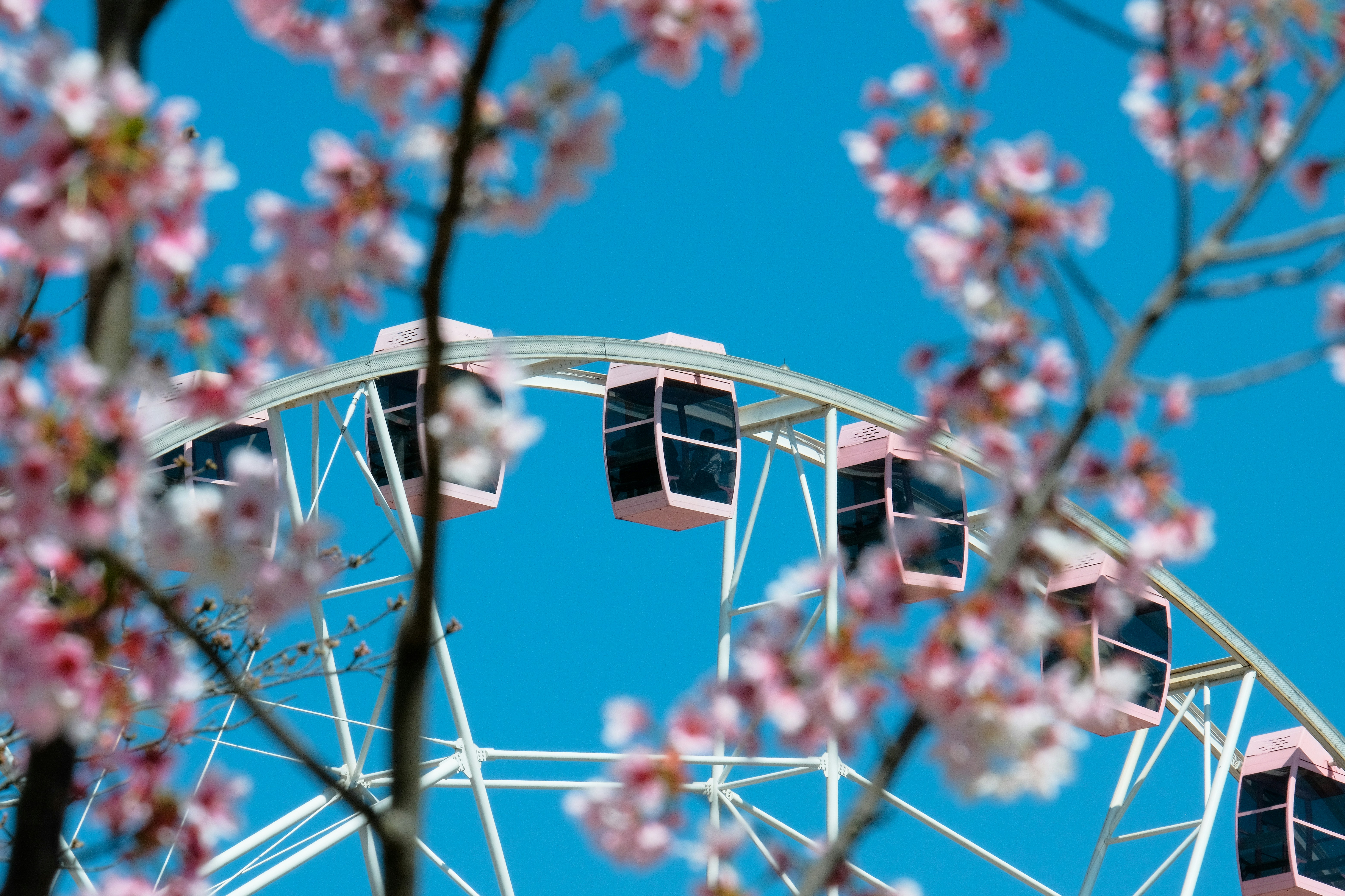 Blue Sky, Pink Cars: A Ferris Wheel Peeks Through Blossom Fronds