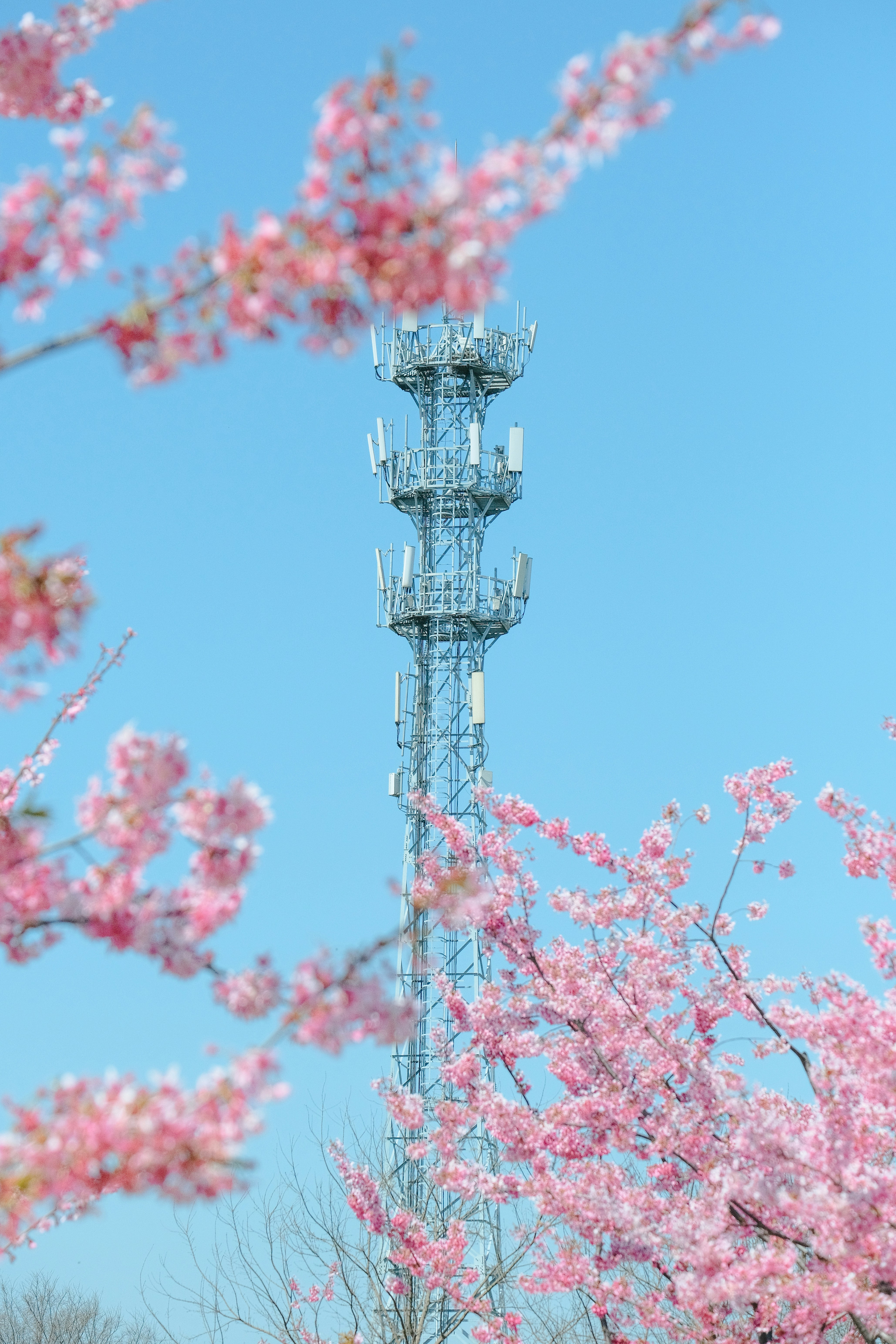 Sakura Framing: A Steel Tower Against a Spring Blue Sky