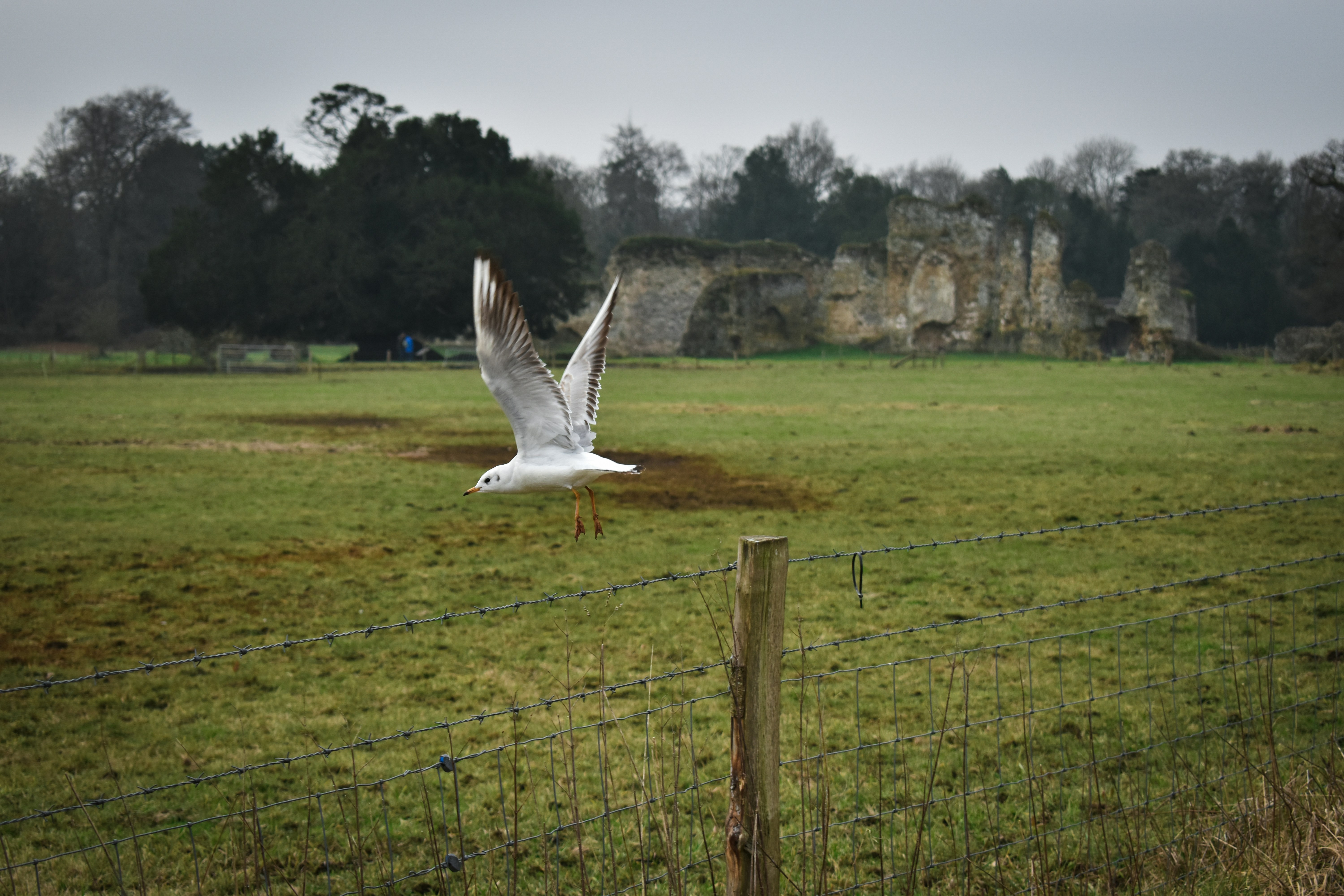 Soaring White Outline: A Seabird Glides Over a Quiet Pasture