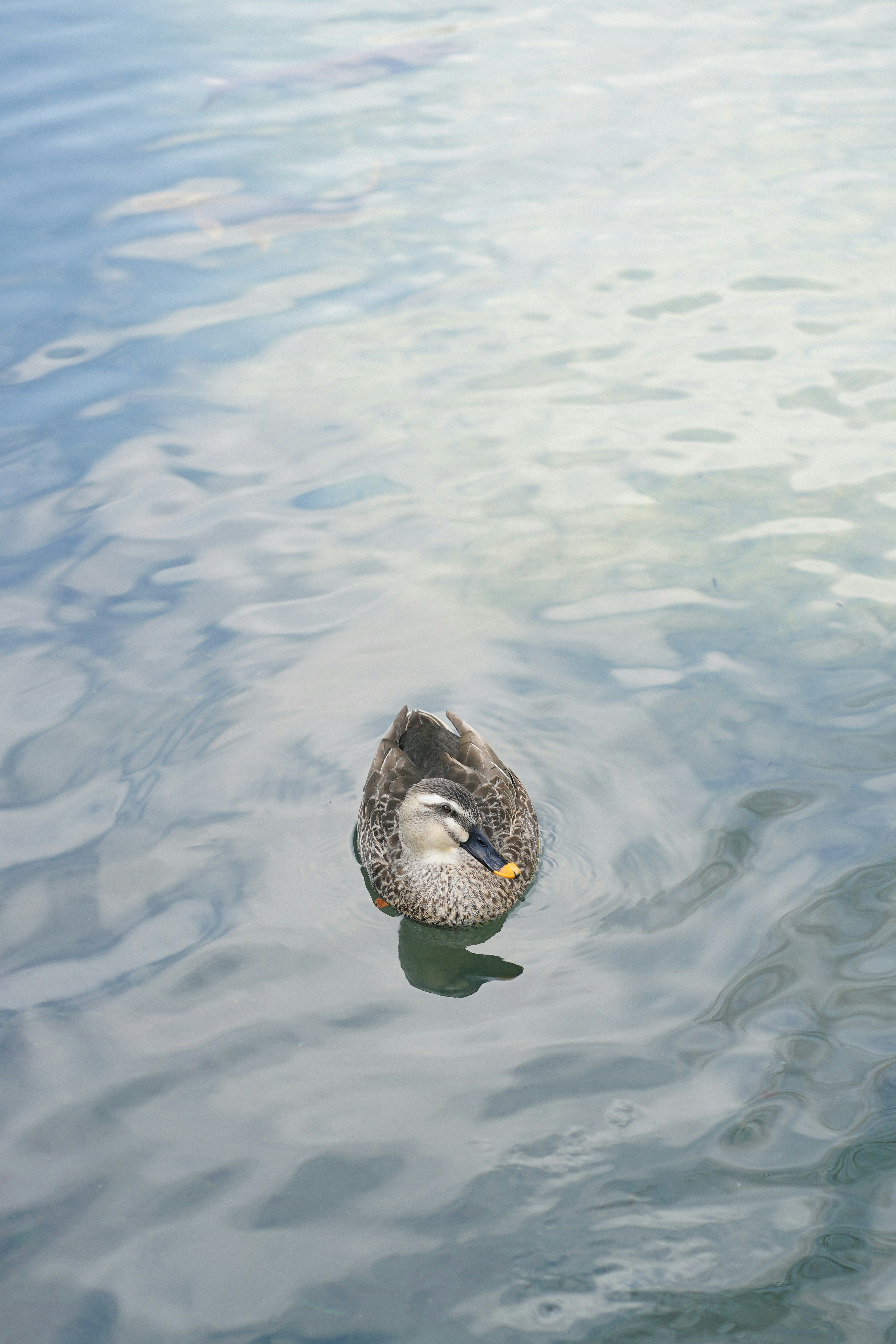 A wild duck floating on a river