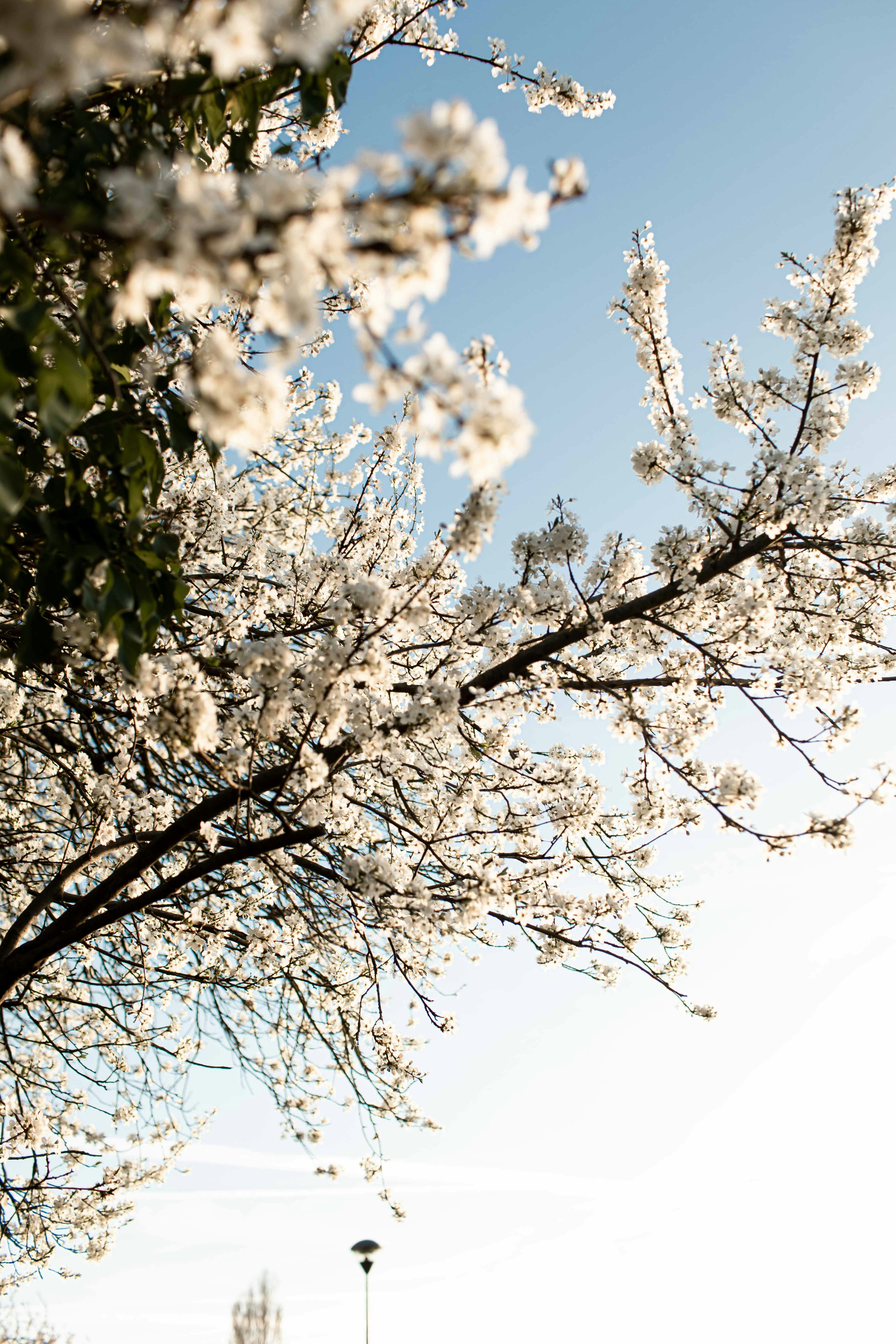 Whispers of Spring: A Floral Embrace