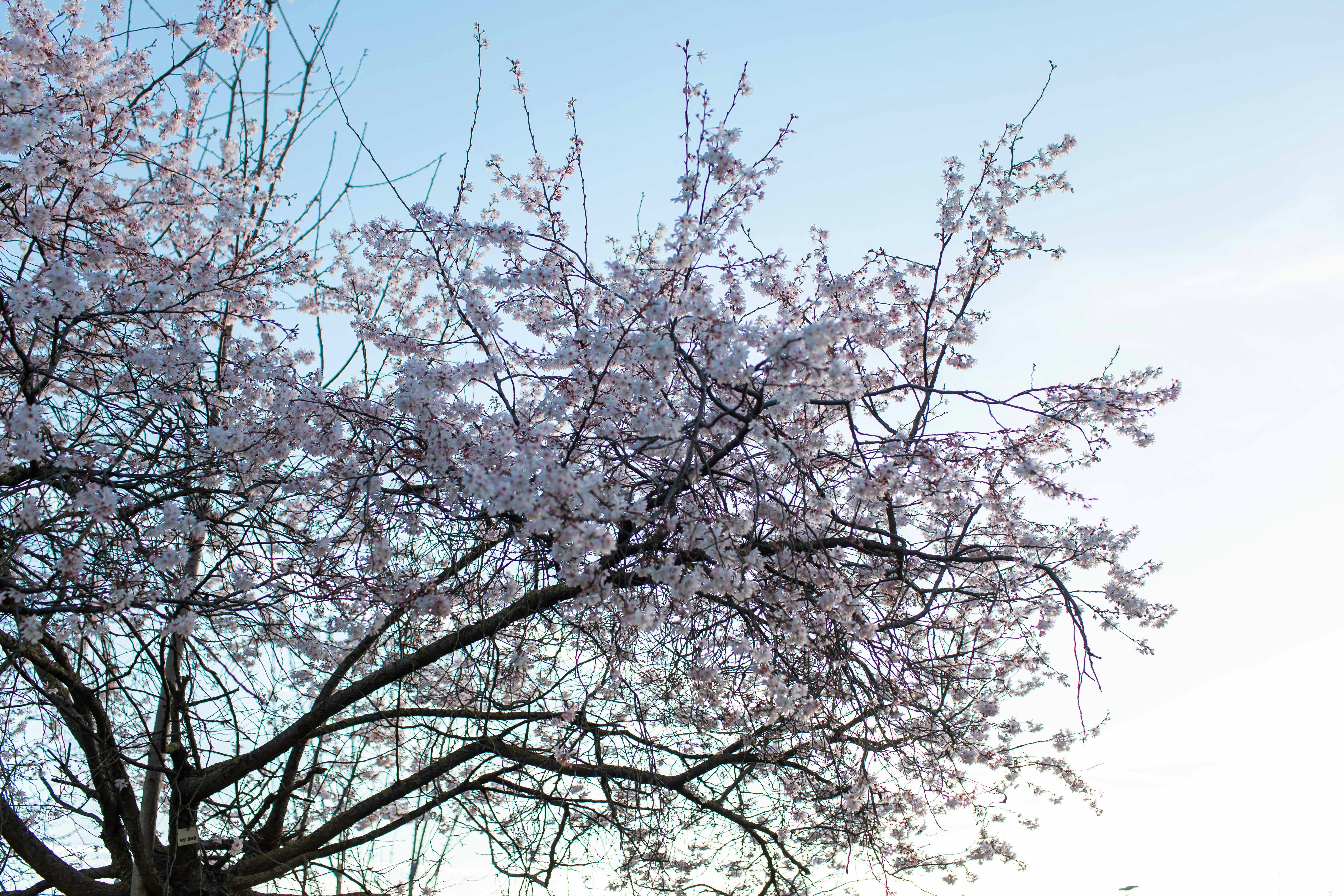 Cherry blossom tree during a spring day around sunset