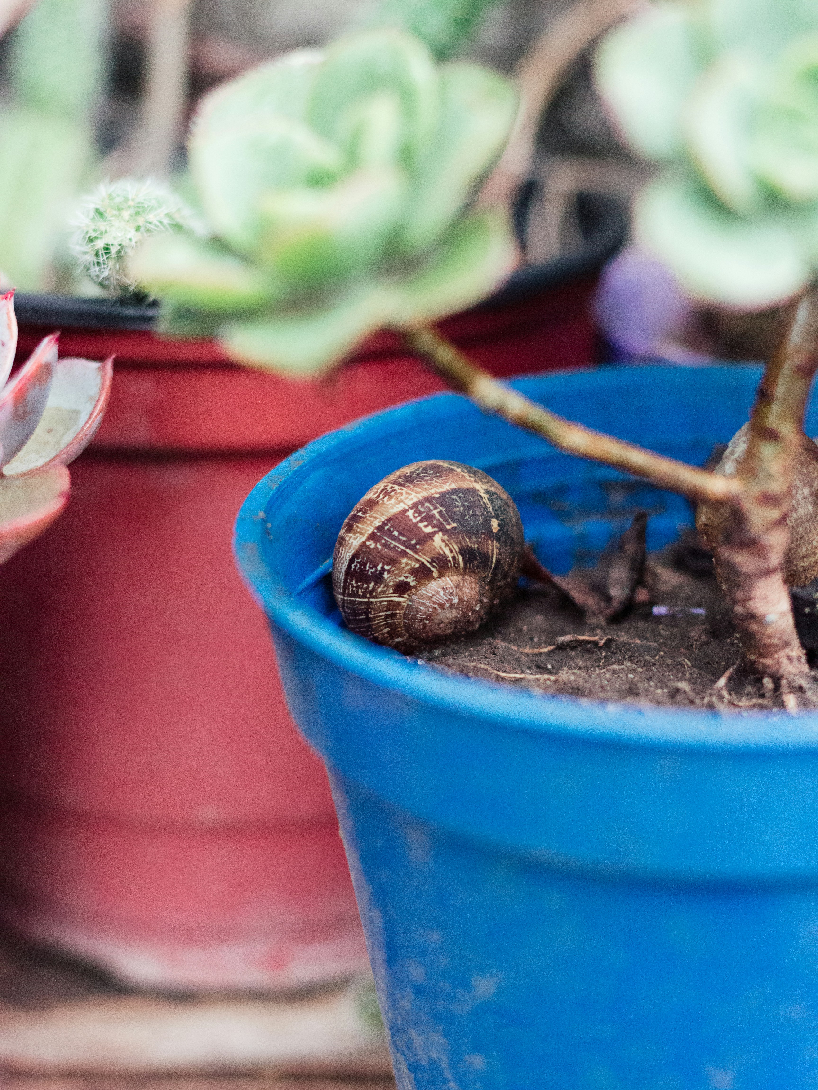 Blue Pot, Brown Shell: A Tiny Snail in a Pot-Bound Garden Moment