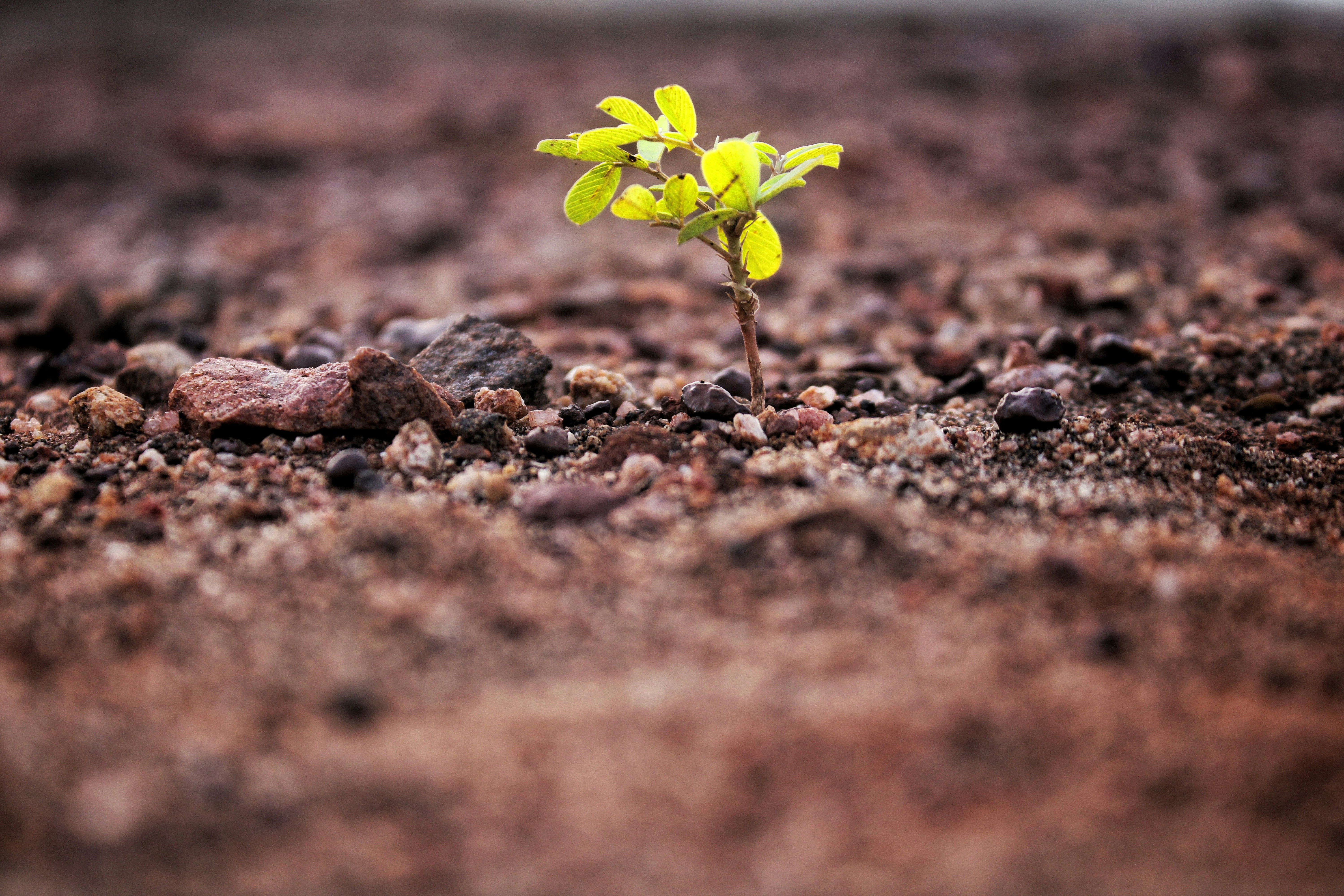 A small plant sprouts out of the ground photo – Free Flower Image on ...