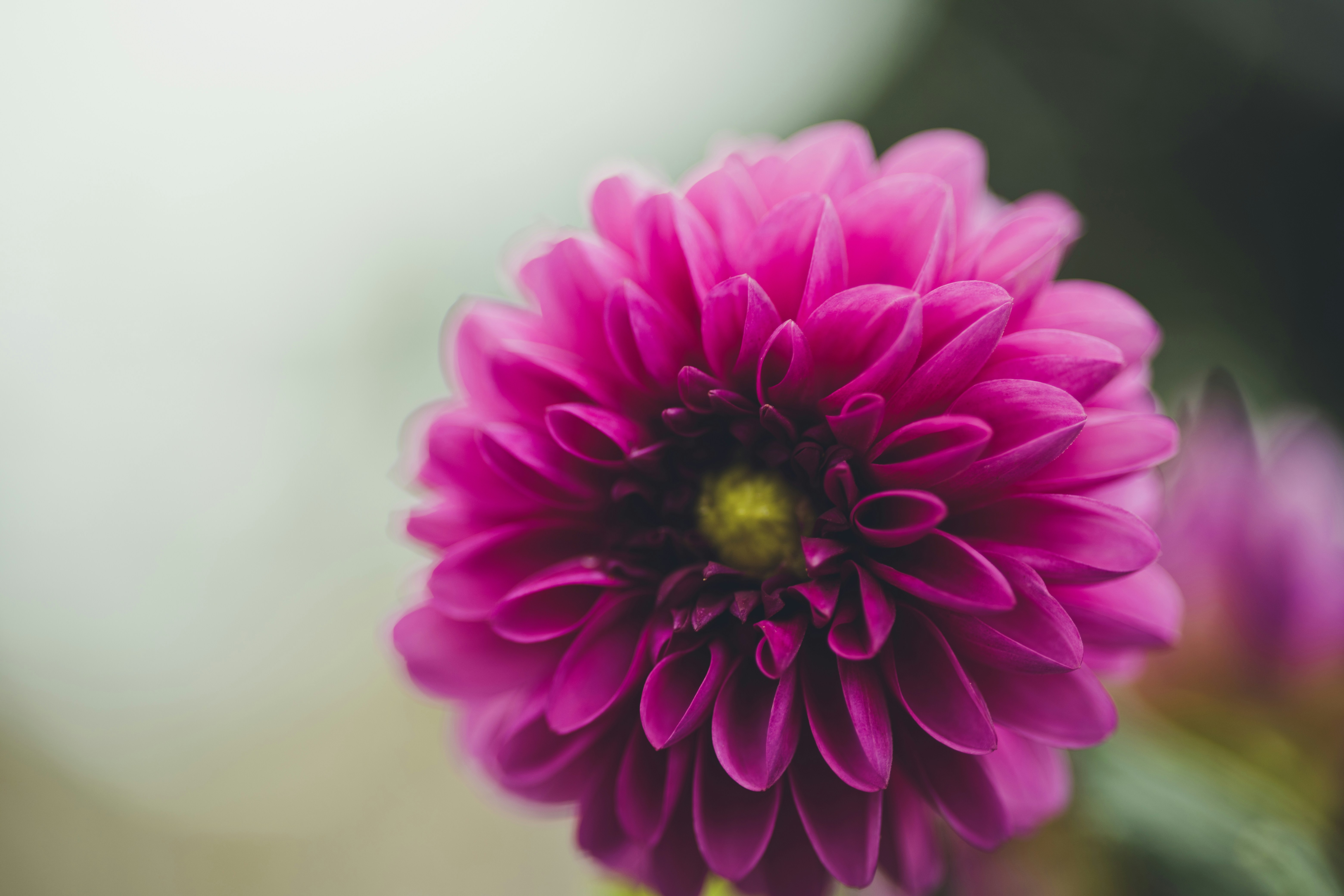 Magenta Whorl: A Close-Up Study of Dahlia Petals in Velvet Blur