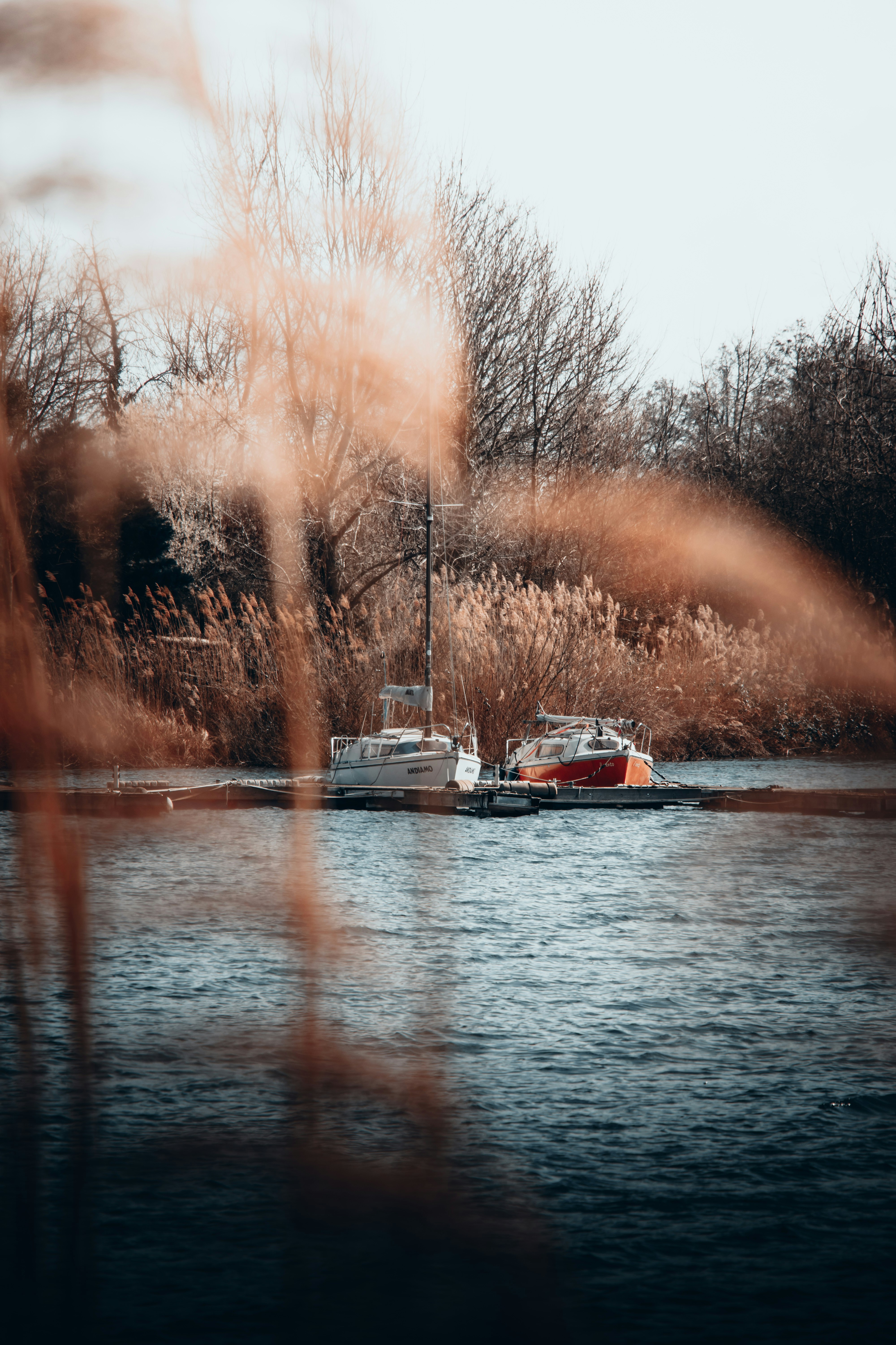 Amber Reeds Framing a Harbor of Boats on a Quiet Lake