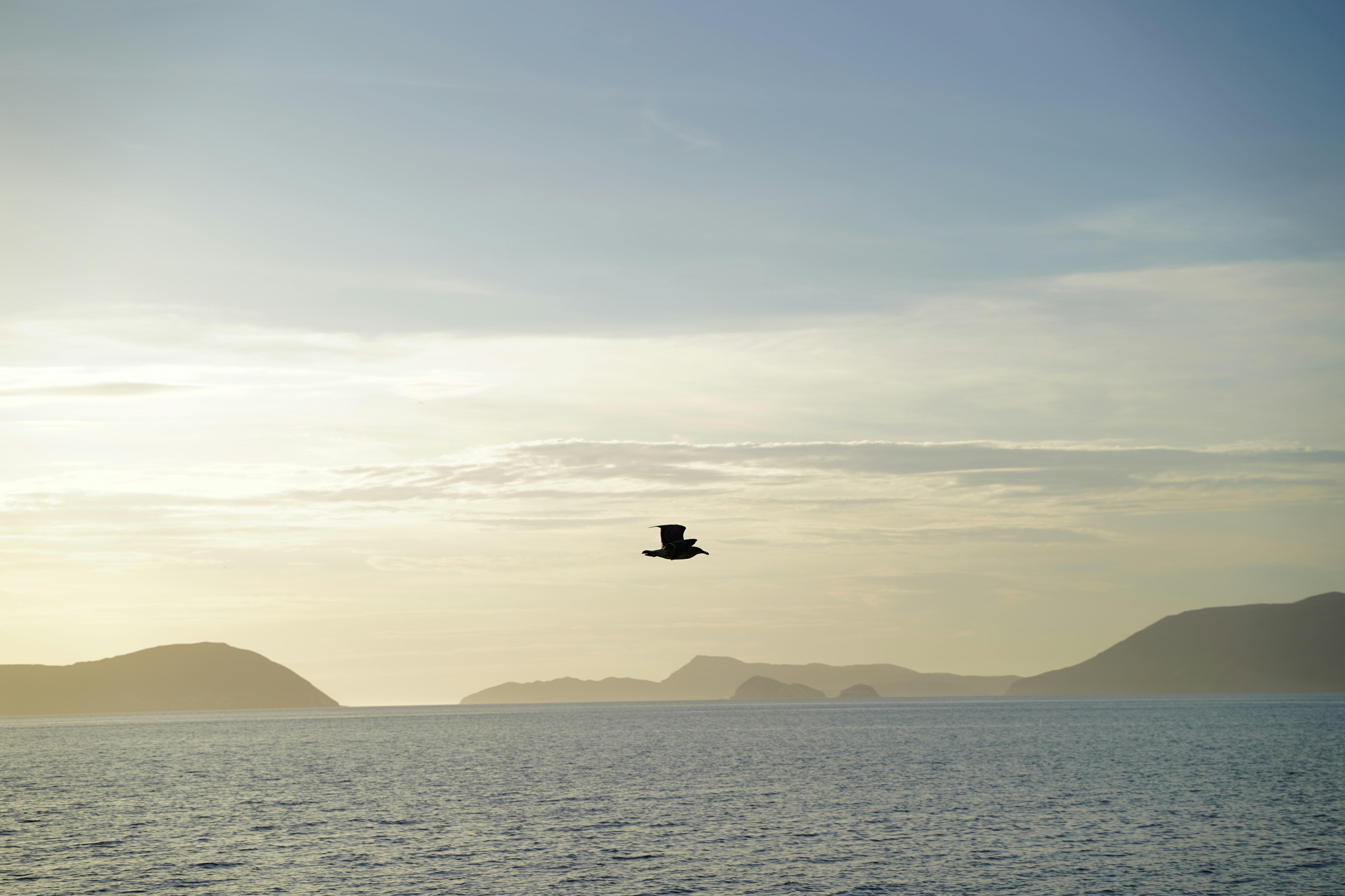 Silhouette of a Seabird Gliding Over a Quiet Archipelago at Sunset