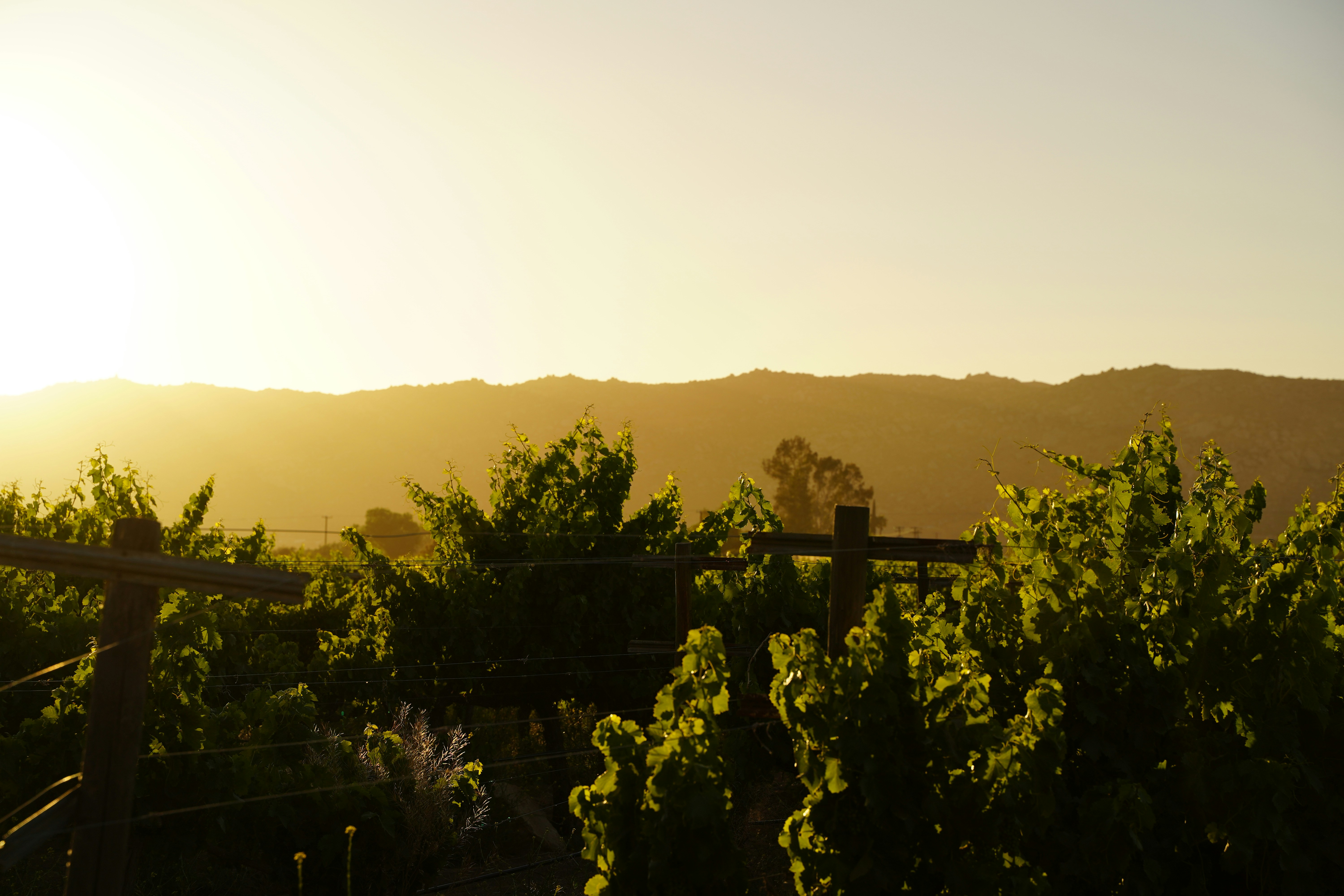 Sunset casts a warm glow over a lush vineyard with distant rolling hills.