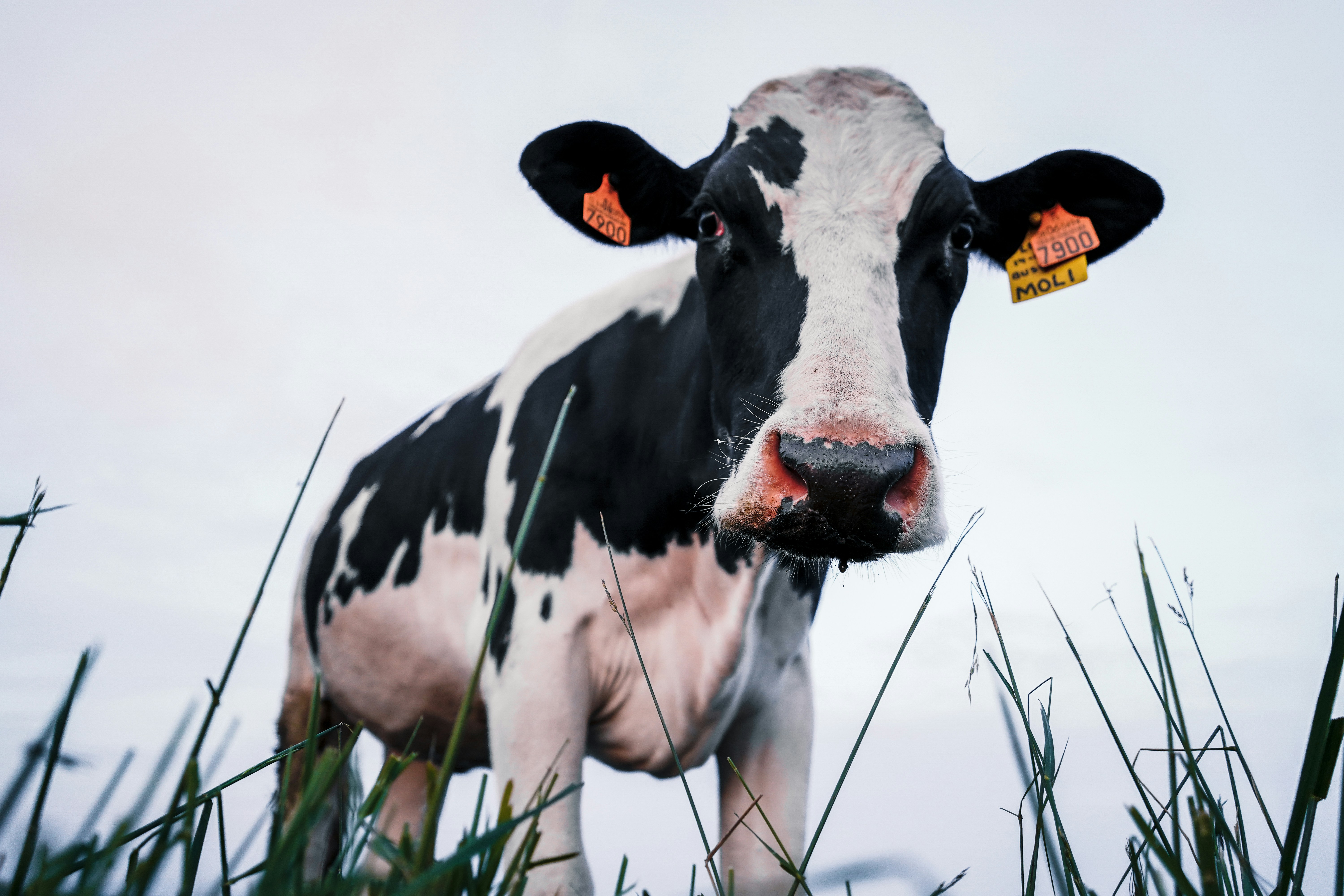 Curious Cow in the Meadow