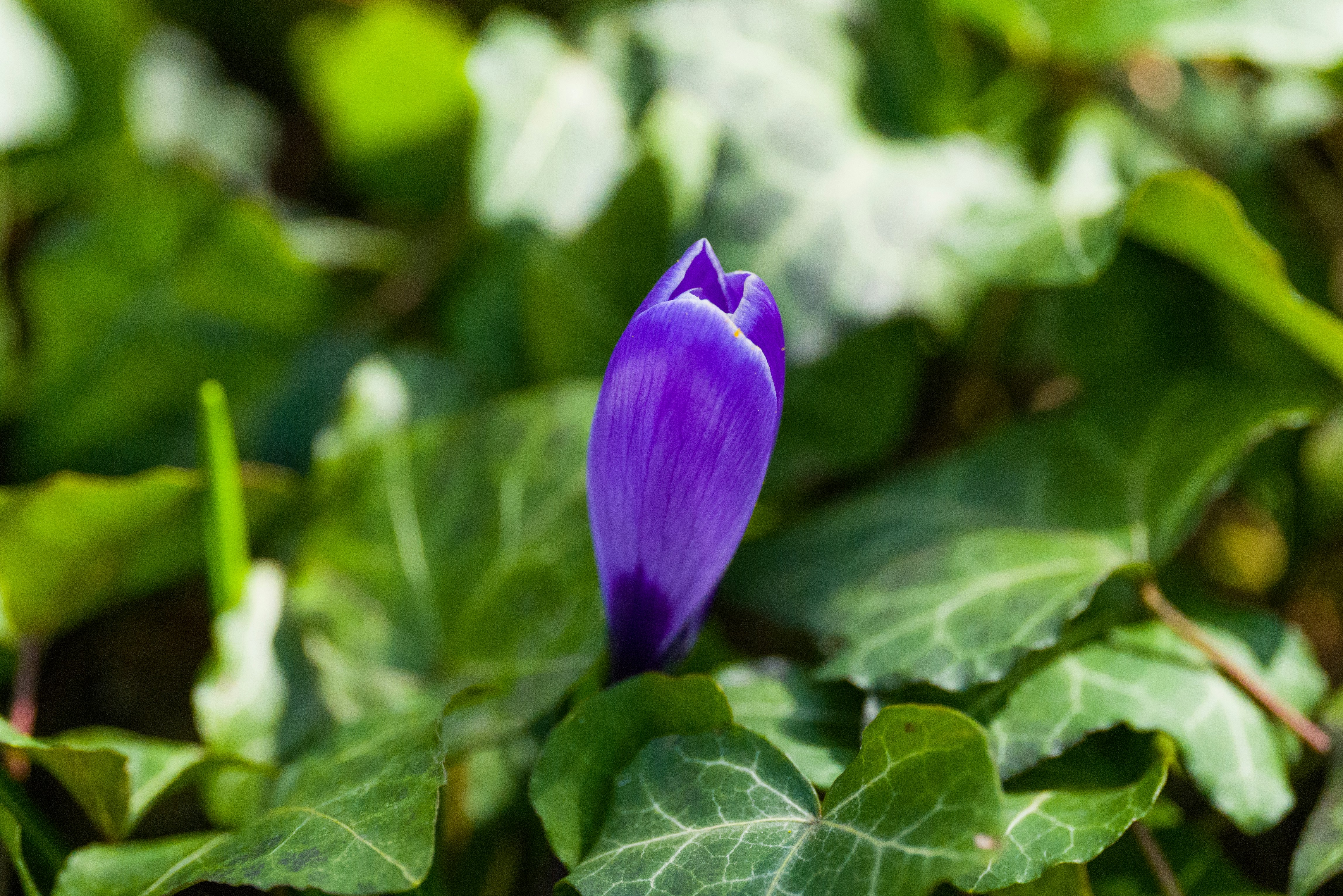 Crocus