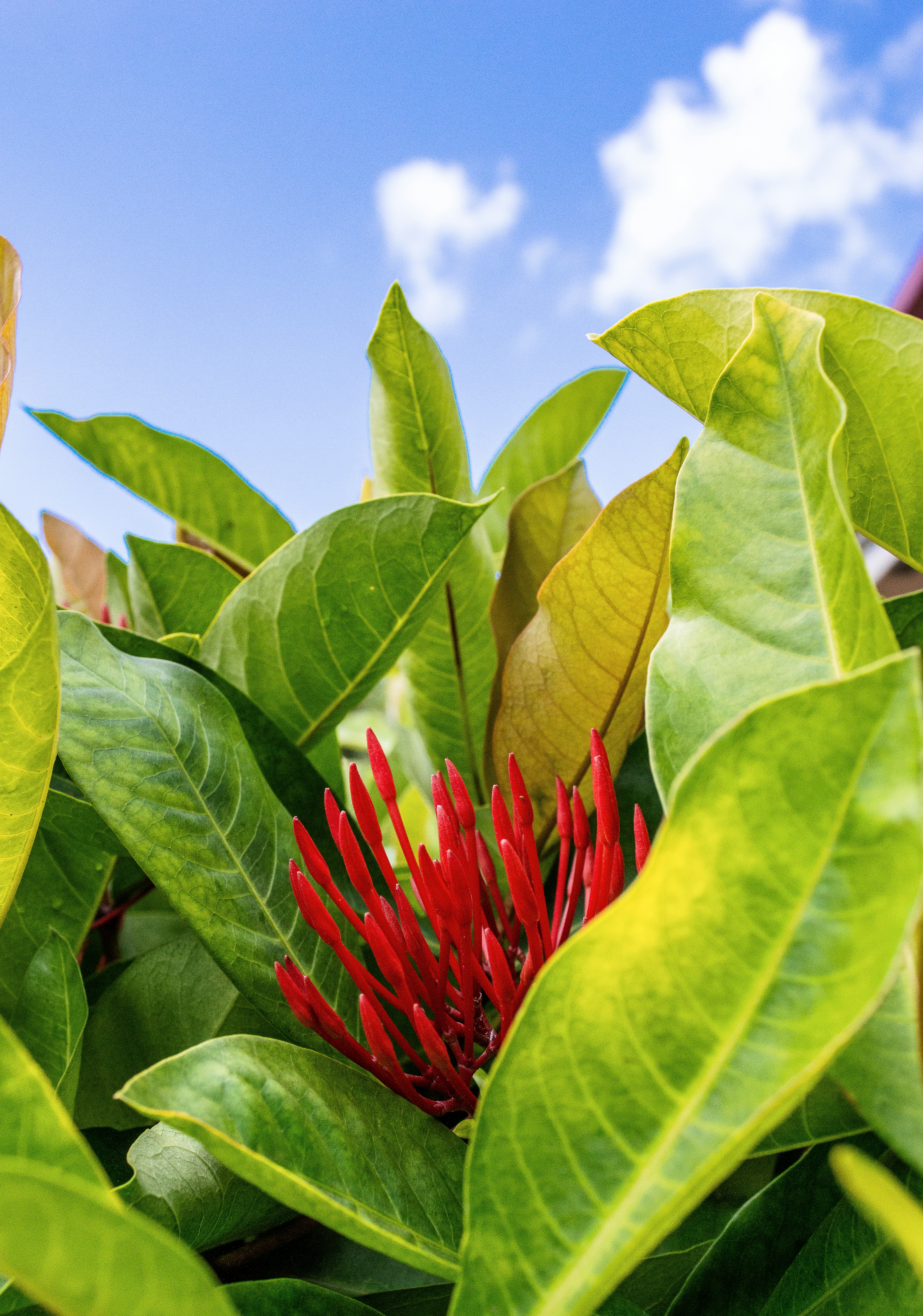 Crimson Spike Emergence: A Sunlit Close-Up of Tropical Leaves
