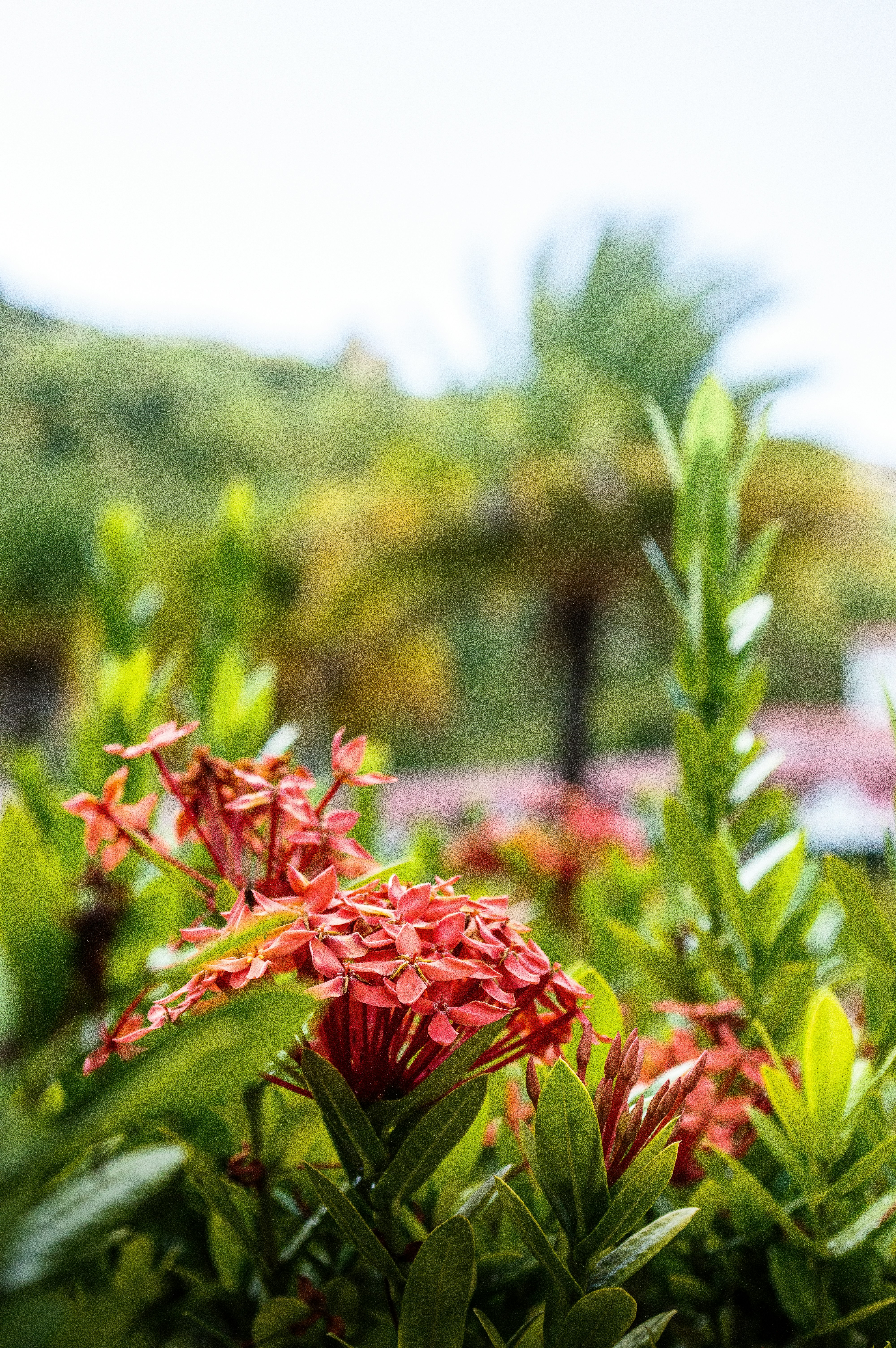 Crimson Cluster in a Velvet-Green Garden