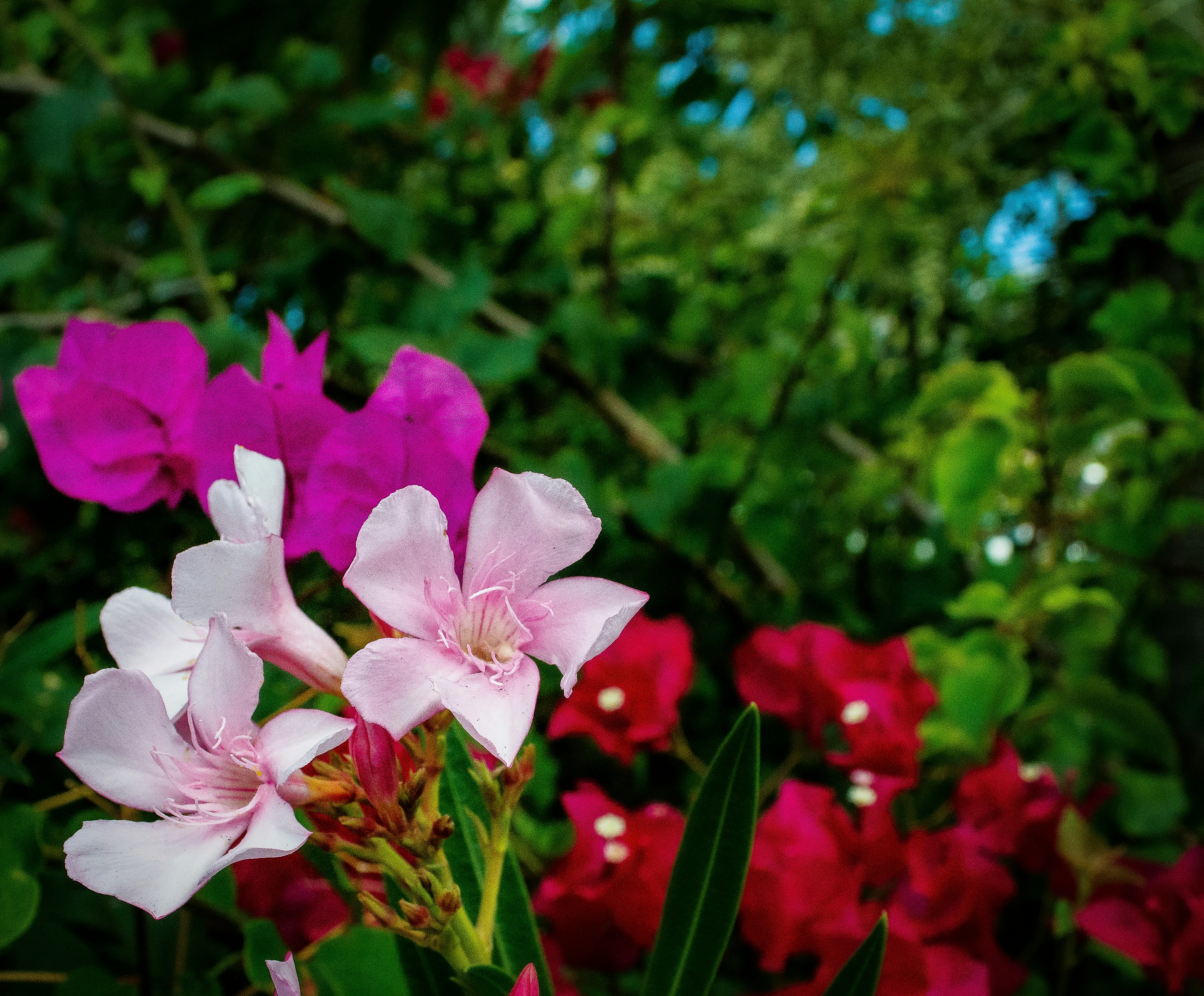 A bunch of pink and red flowers in a garden photo – Free St. thomas ...