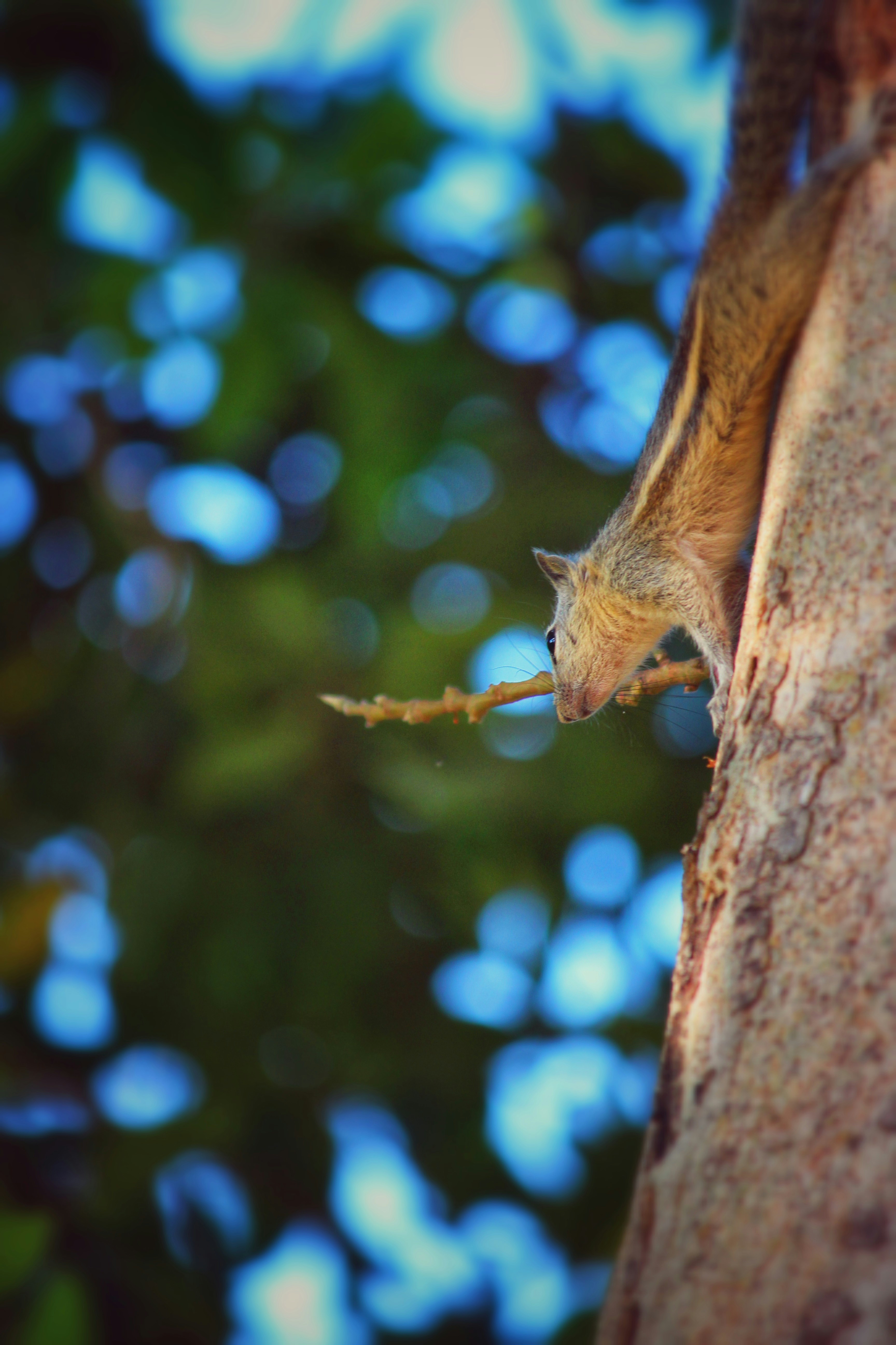 Twig-Edge Pause: Squirrel Balancing on Sunlit Bark
