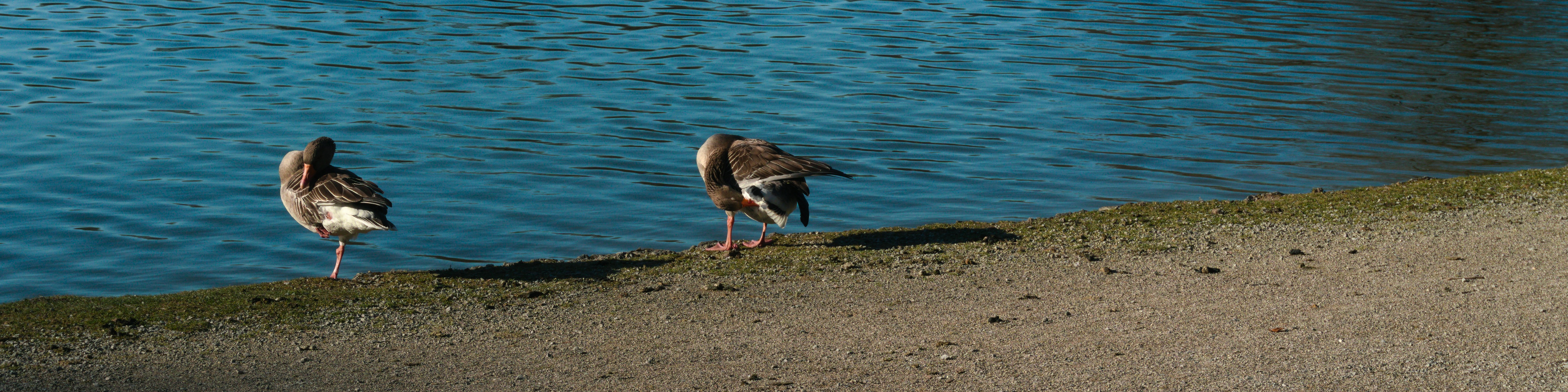 Two ducks foraging along a sandy bank next to a tranquil blue water body.