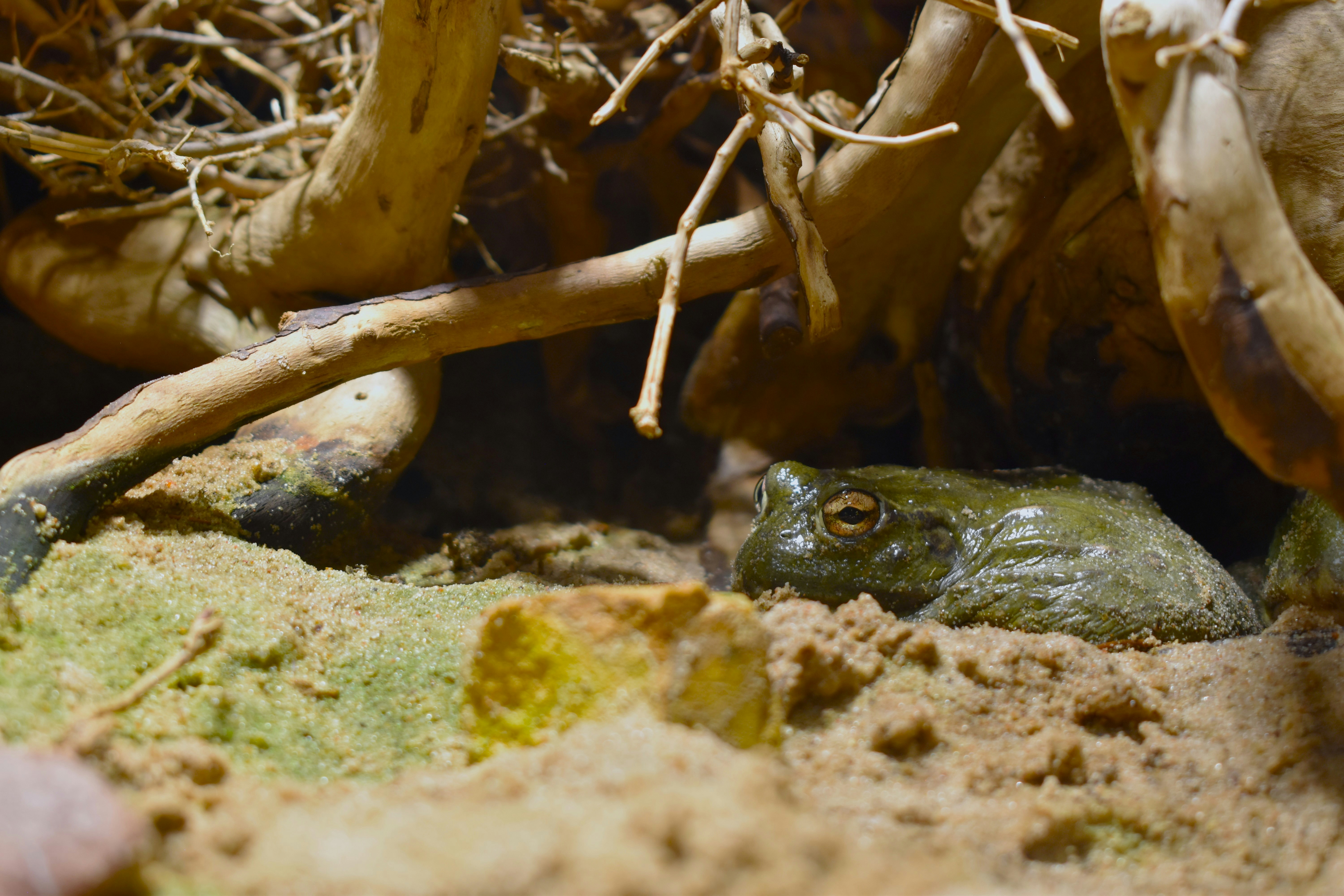 Hidden Among the Roots: A Frog's Camouflage