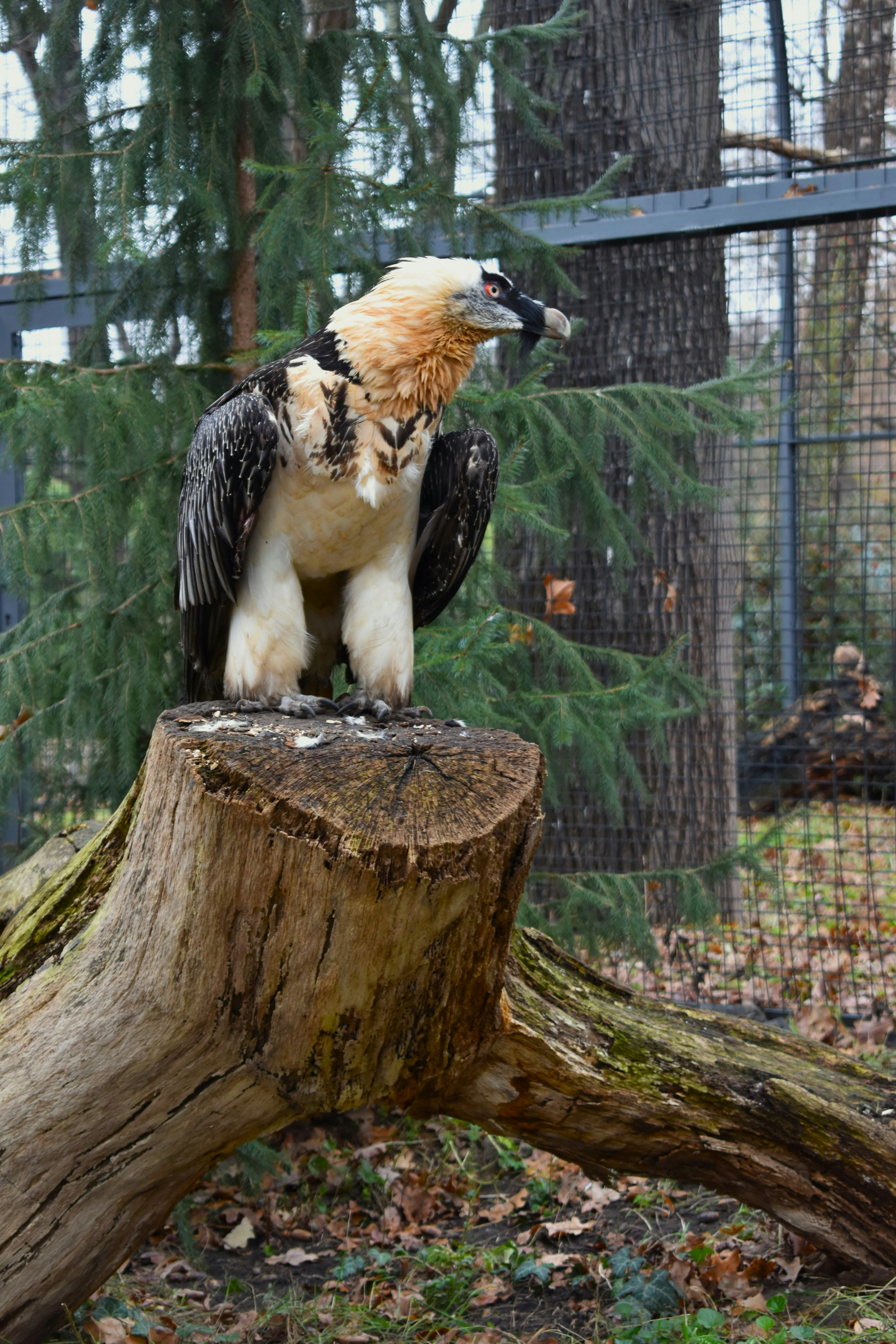 Cream-Headed Vulture Perches on a Weathered Stump Inside a Zoo Enclosure