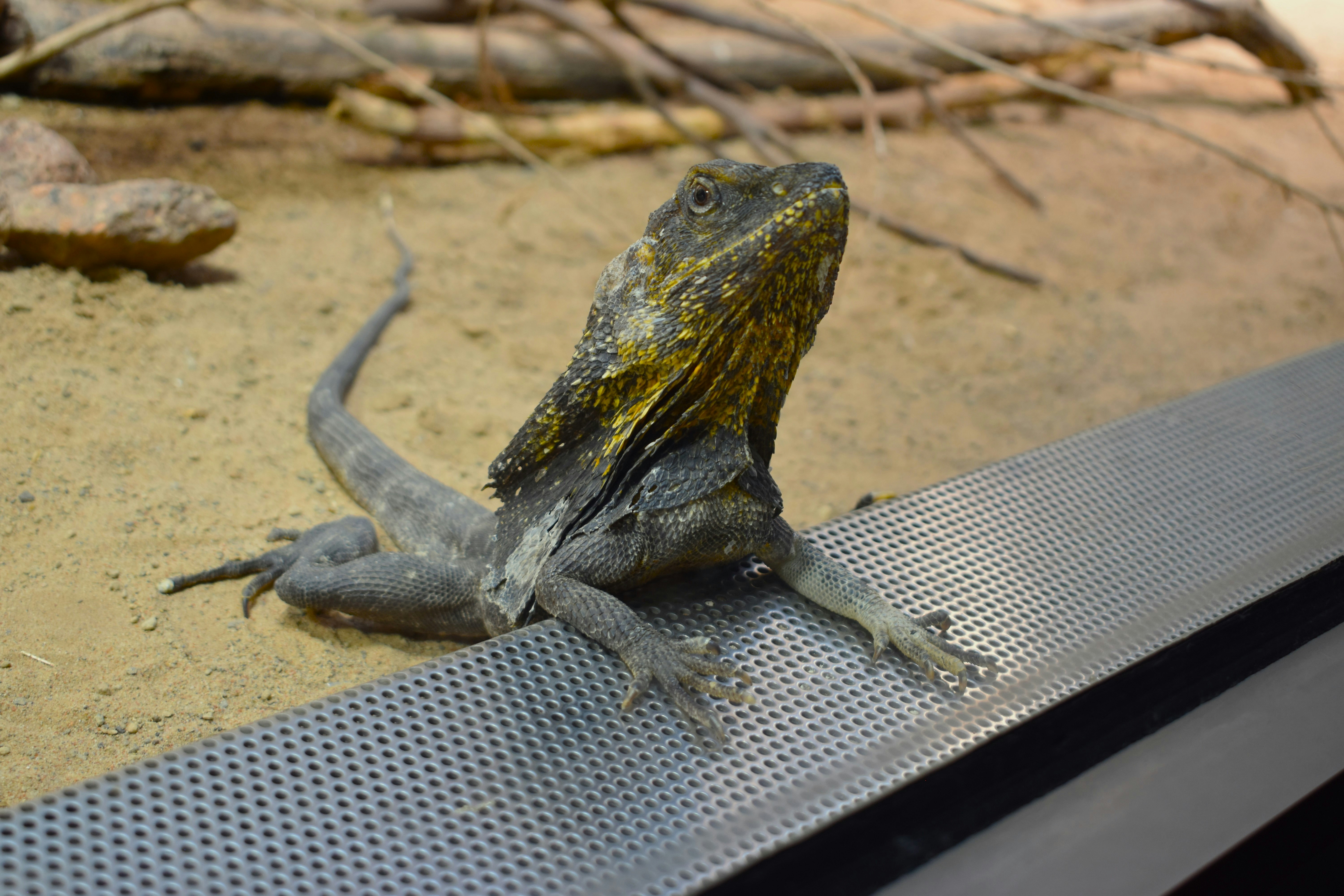 Desert-scale sentinel: bearded dragon pauses at the edge of a sandy boundary