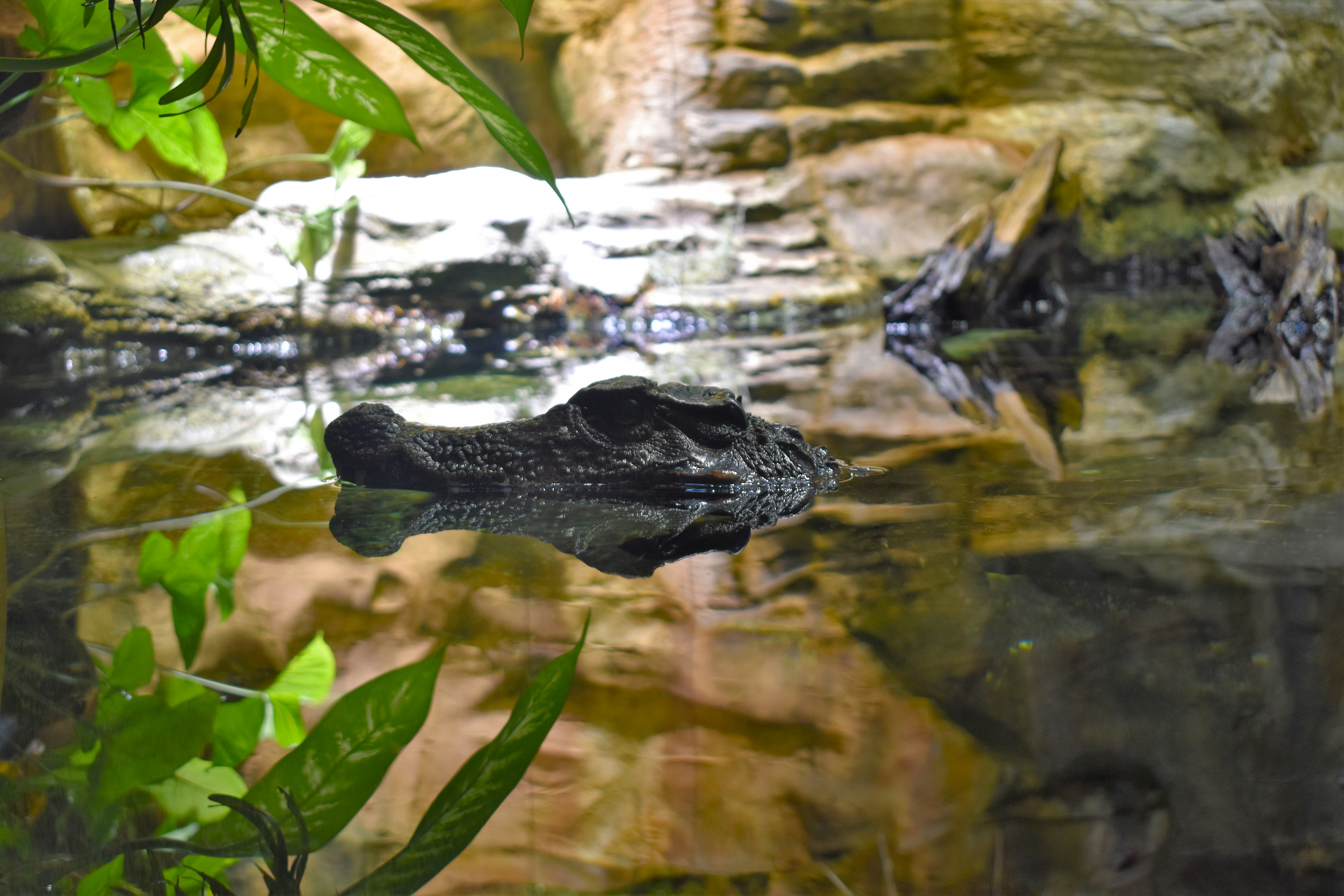 a large alligator is swimming in the water
