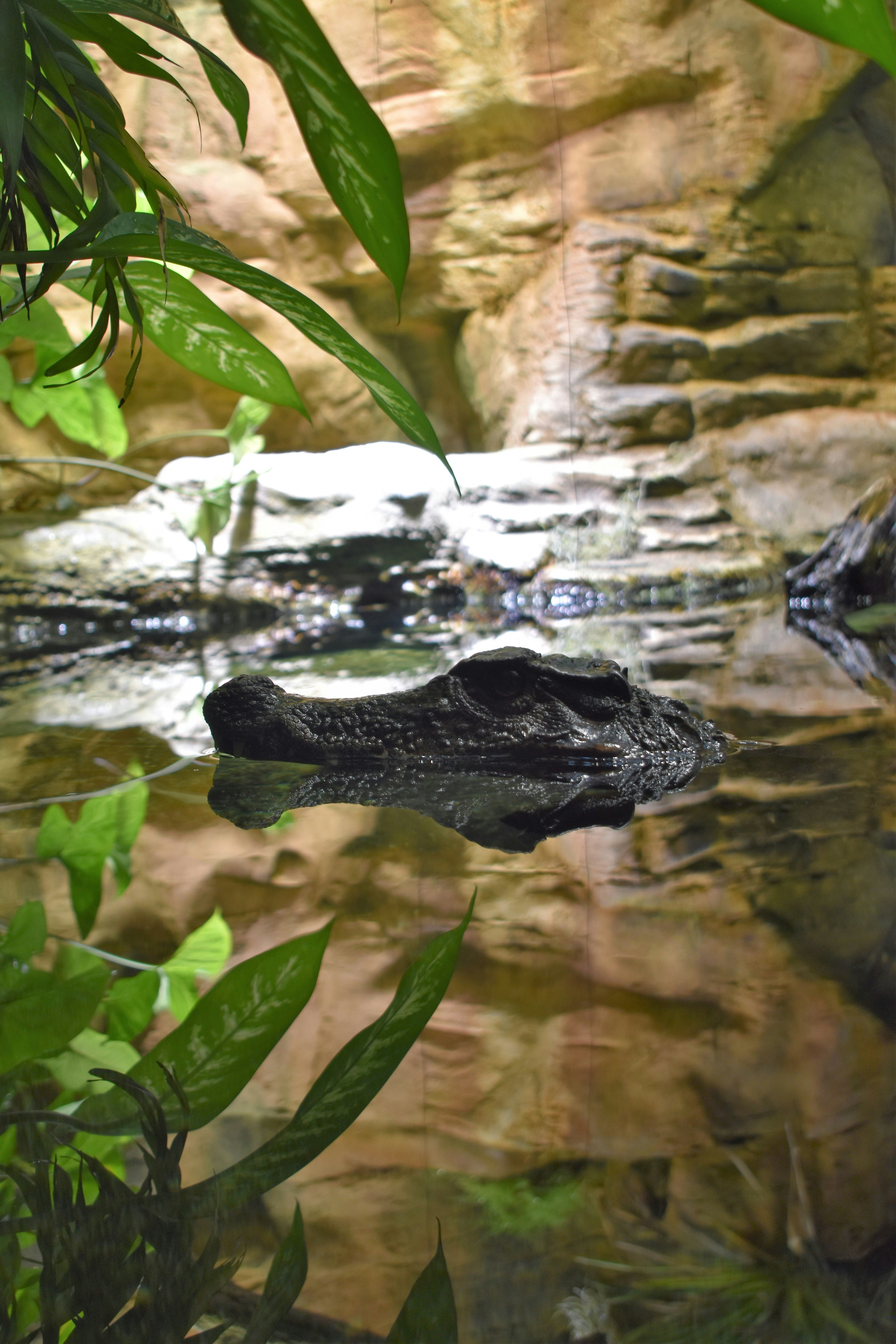An alligator swimming in a pond surrounded by greenery photo – Free ...