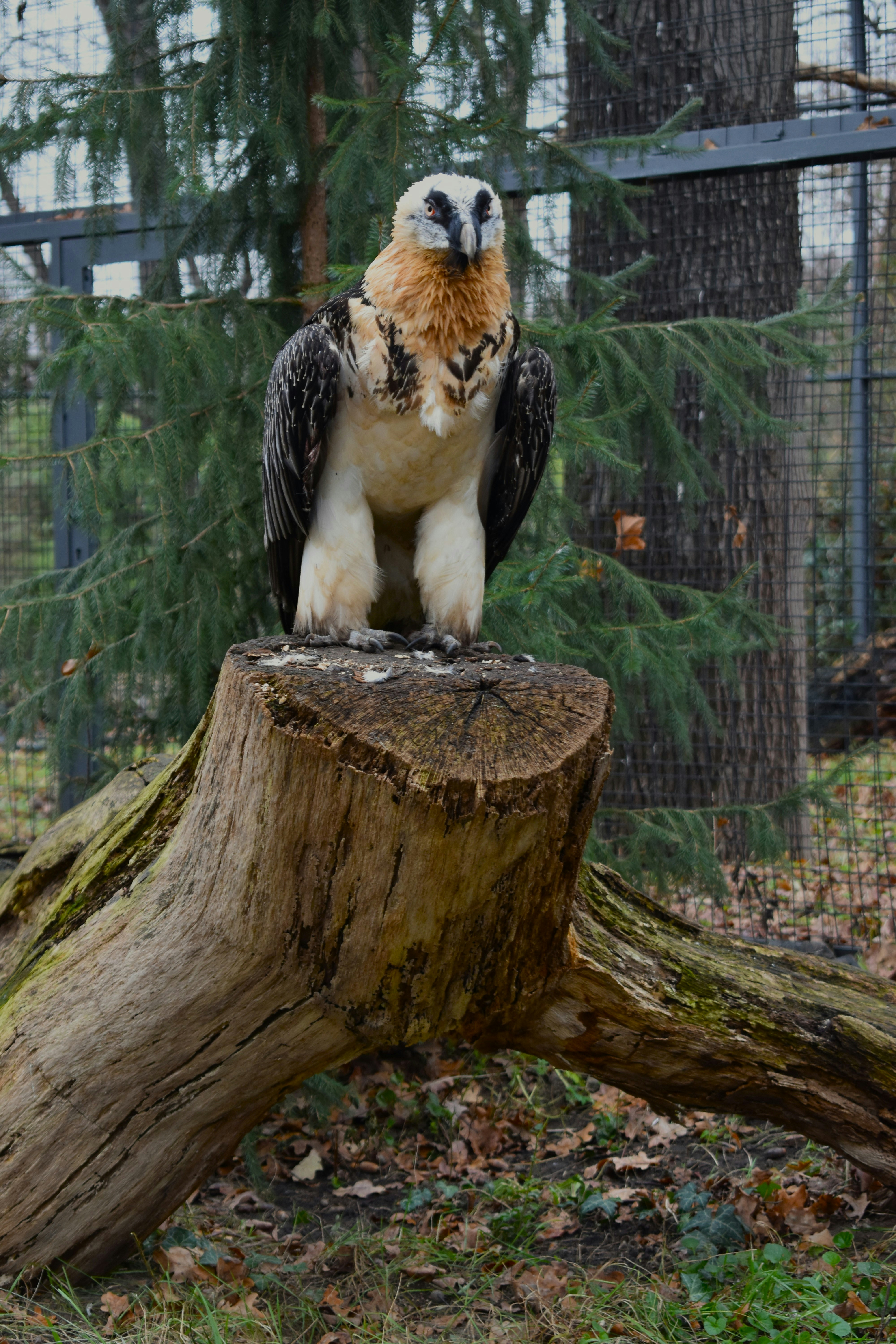 Stump-Top Sentinel: A regal eagle surveying its enclosure