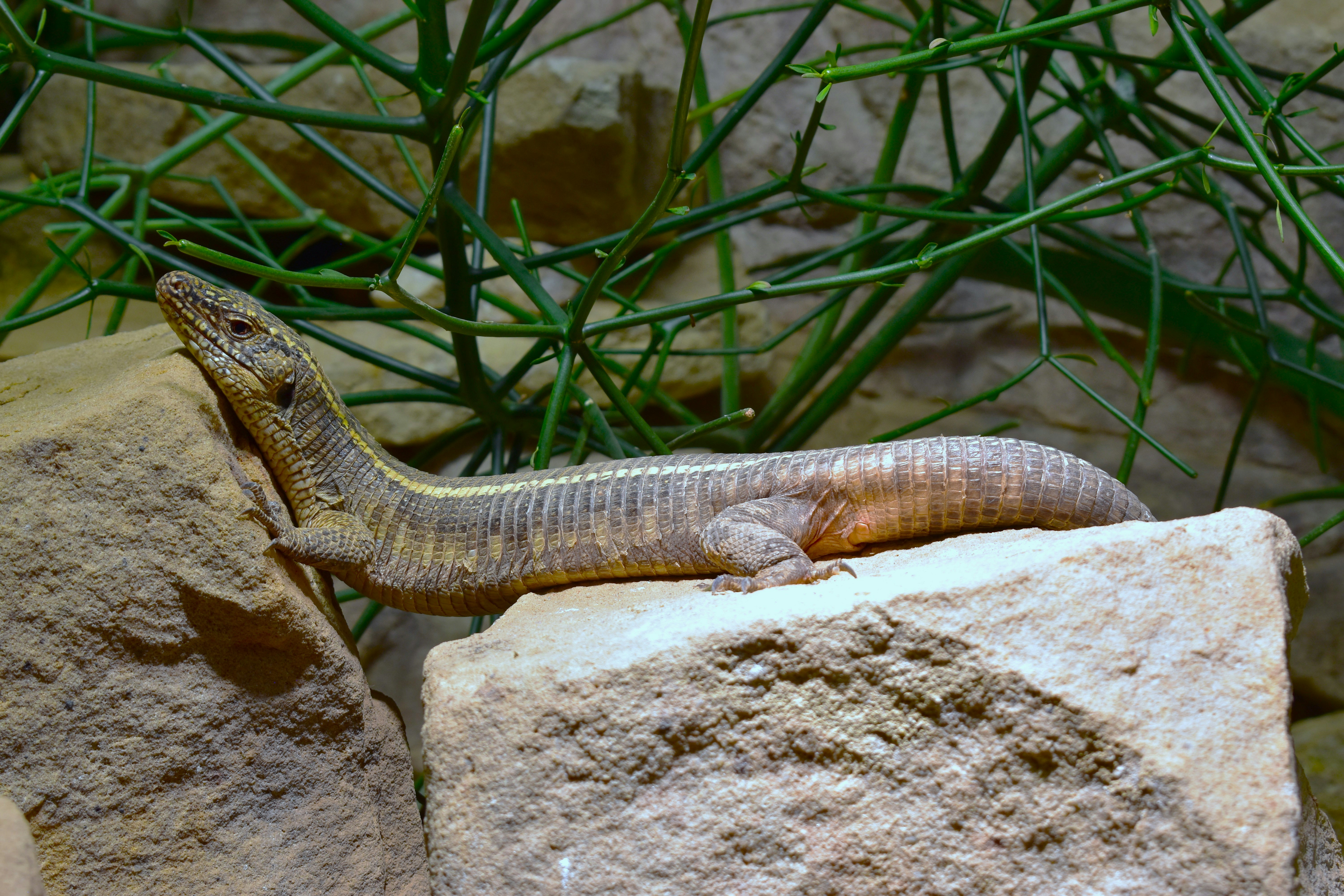 Sun-Warmed Lizard Rests Across Rough Stone Amid Desert Greenery