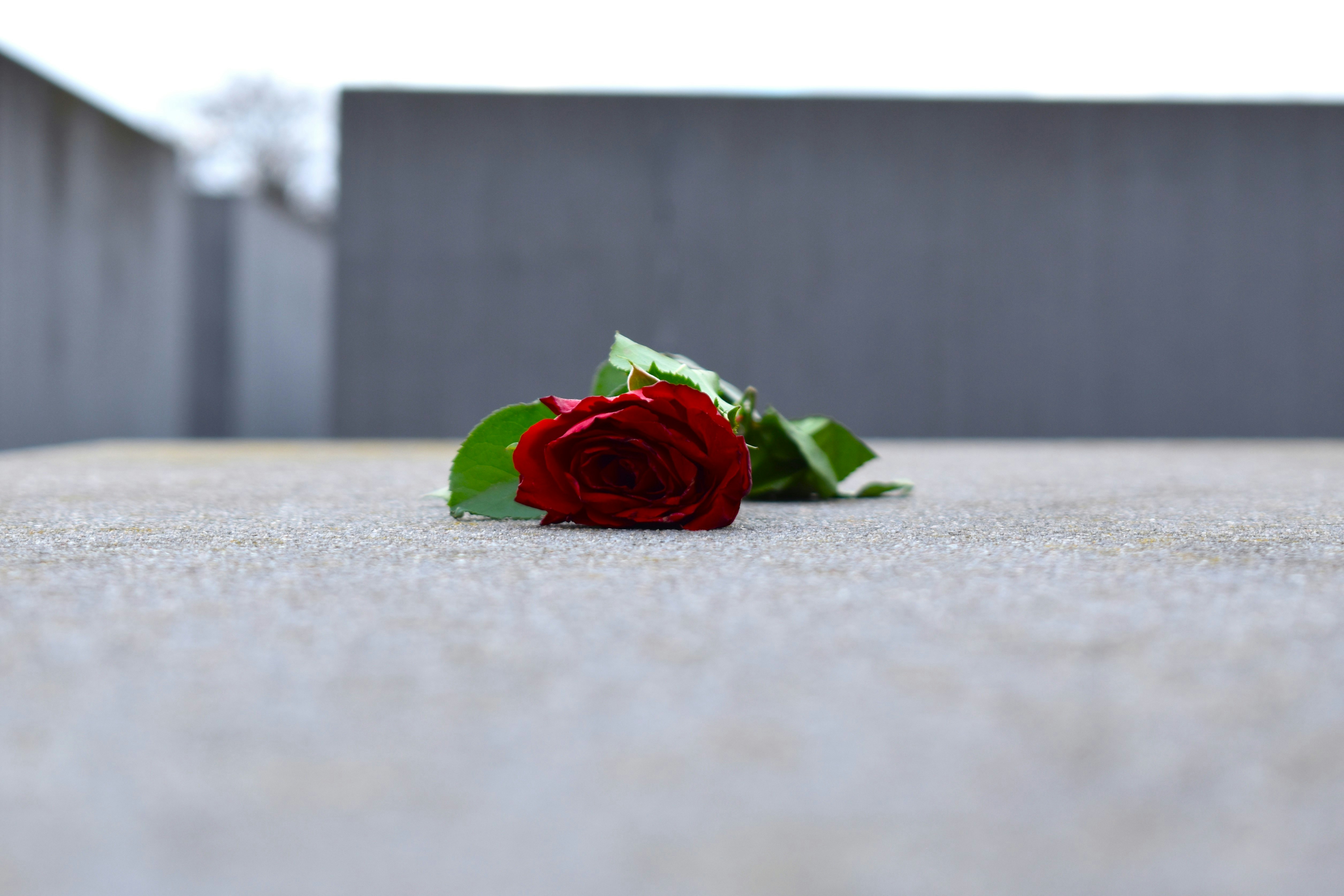 Une seule rose rouge posée sur le sol photo – Image gratuite de Rose ...