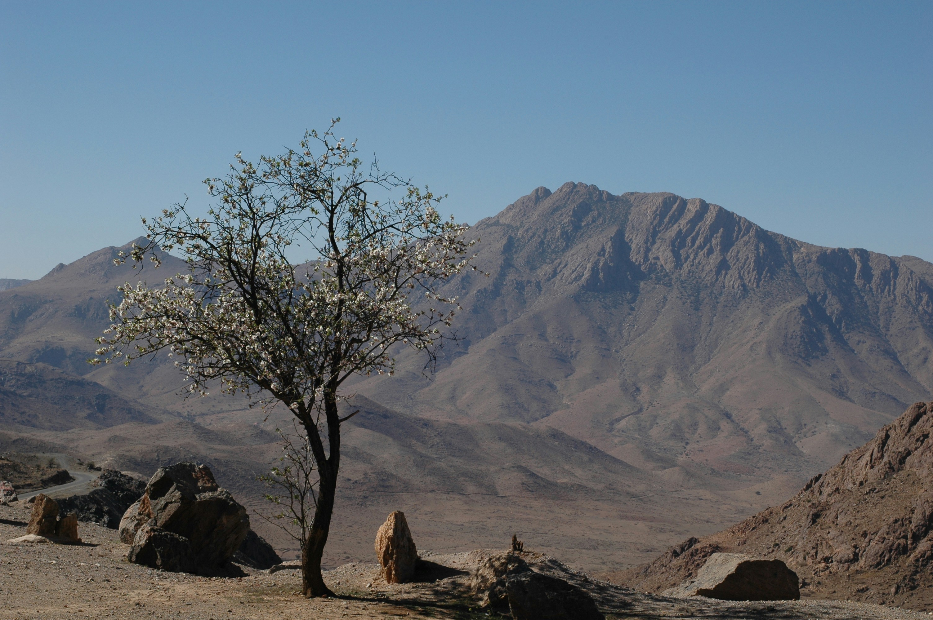 a lone tree in the middle of a desert