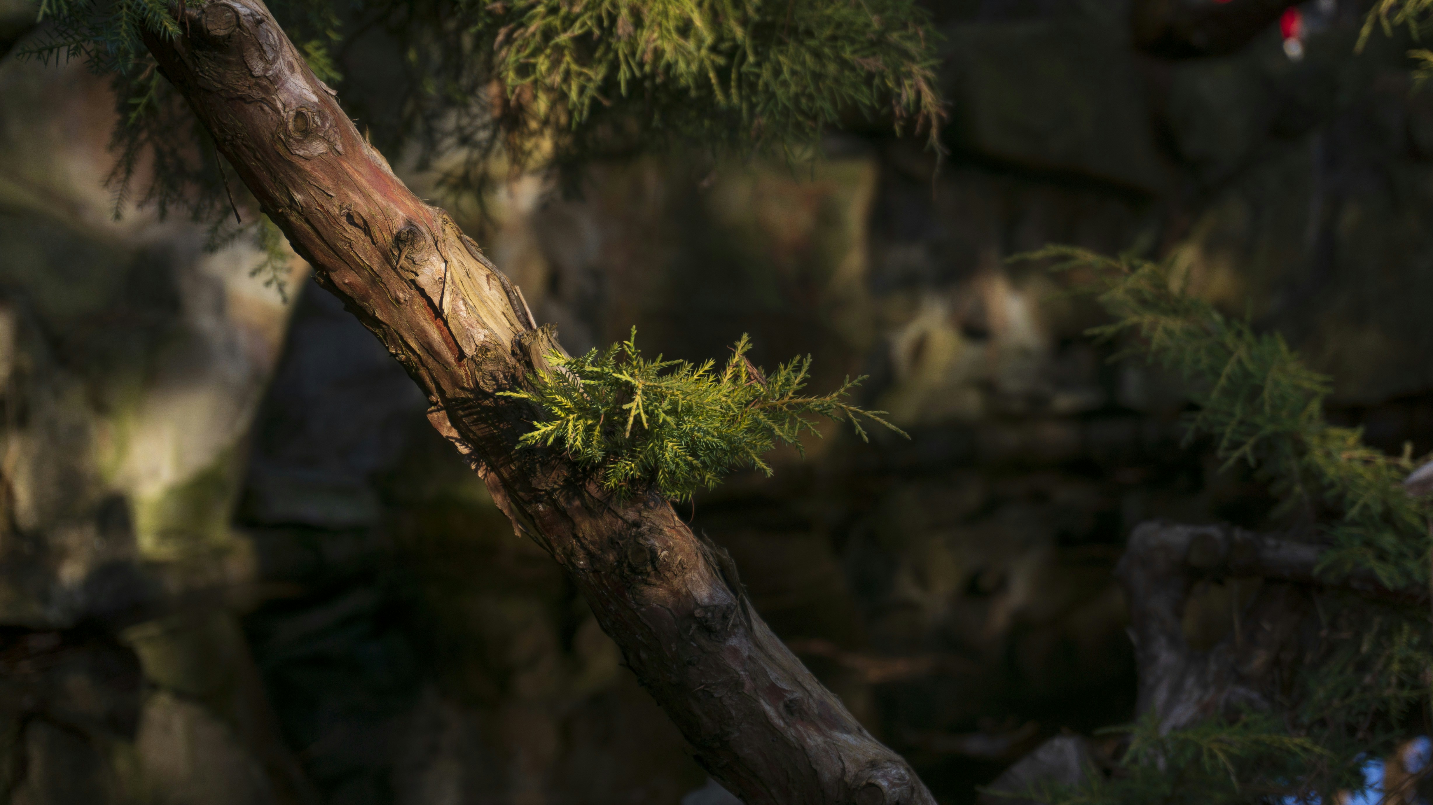 Pine tree near a pond