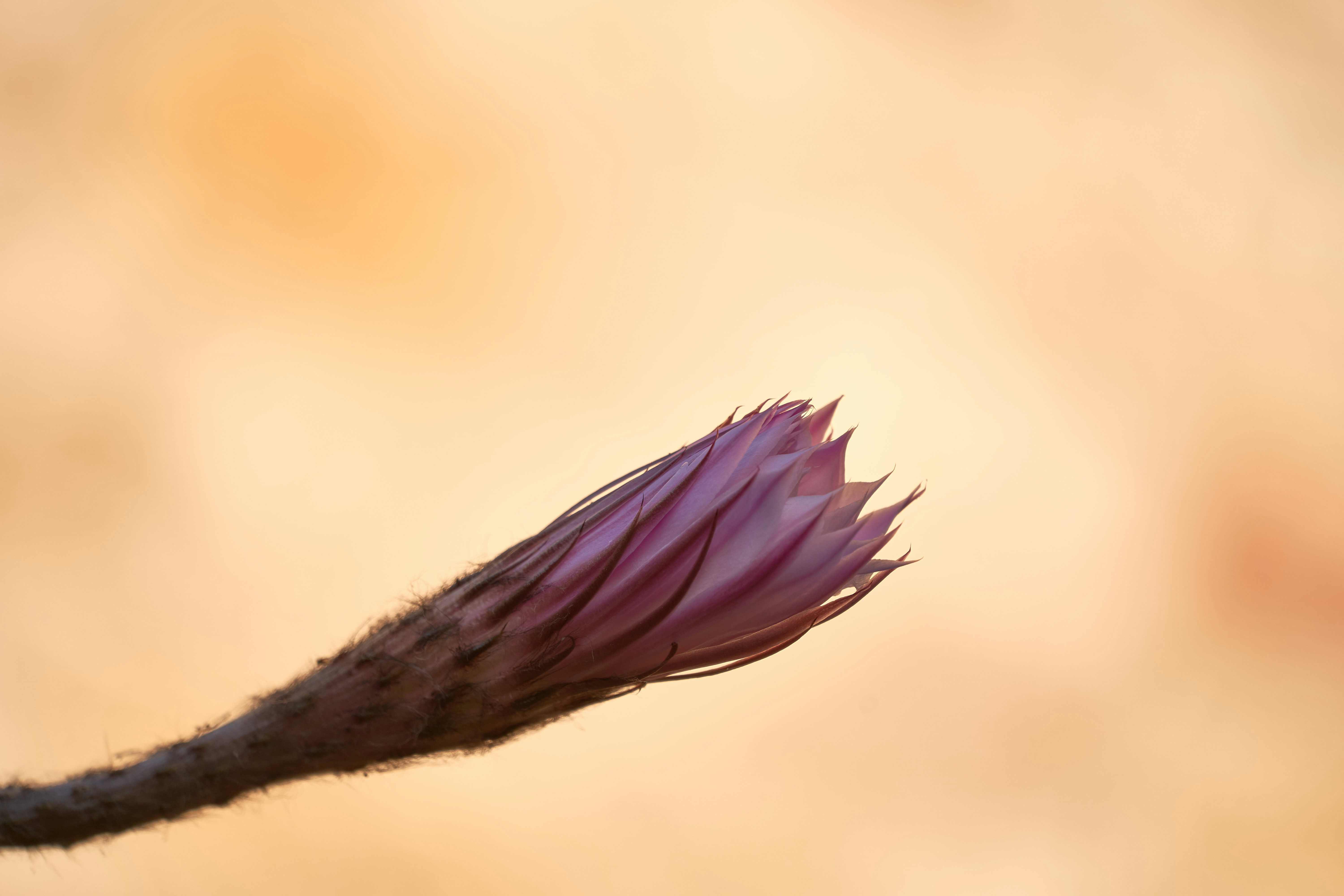 Pink Bud at the Edge of Light: a lone bloom in honeyed bokeh