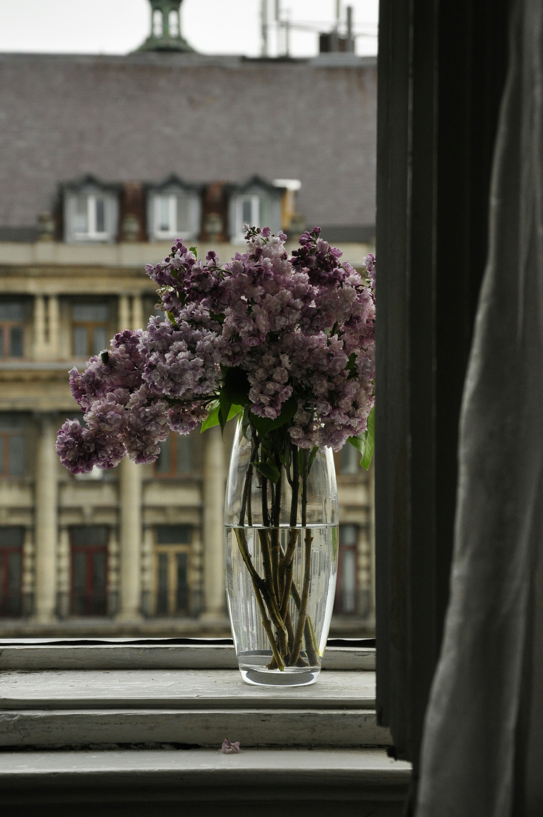 Lilac in a Window: Quiet Bouquet Framed by Urban Glass