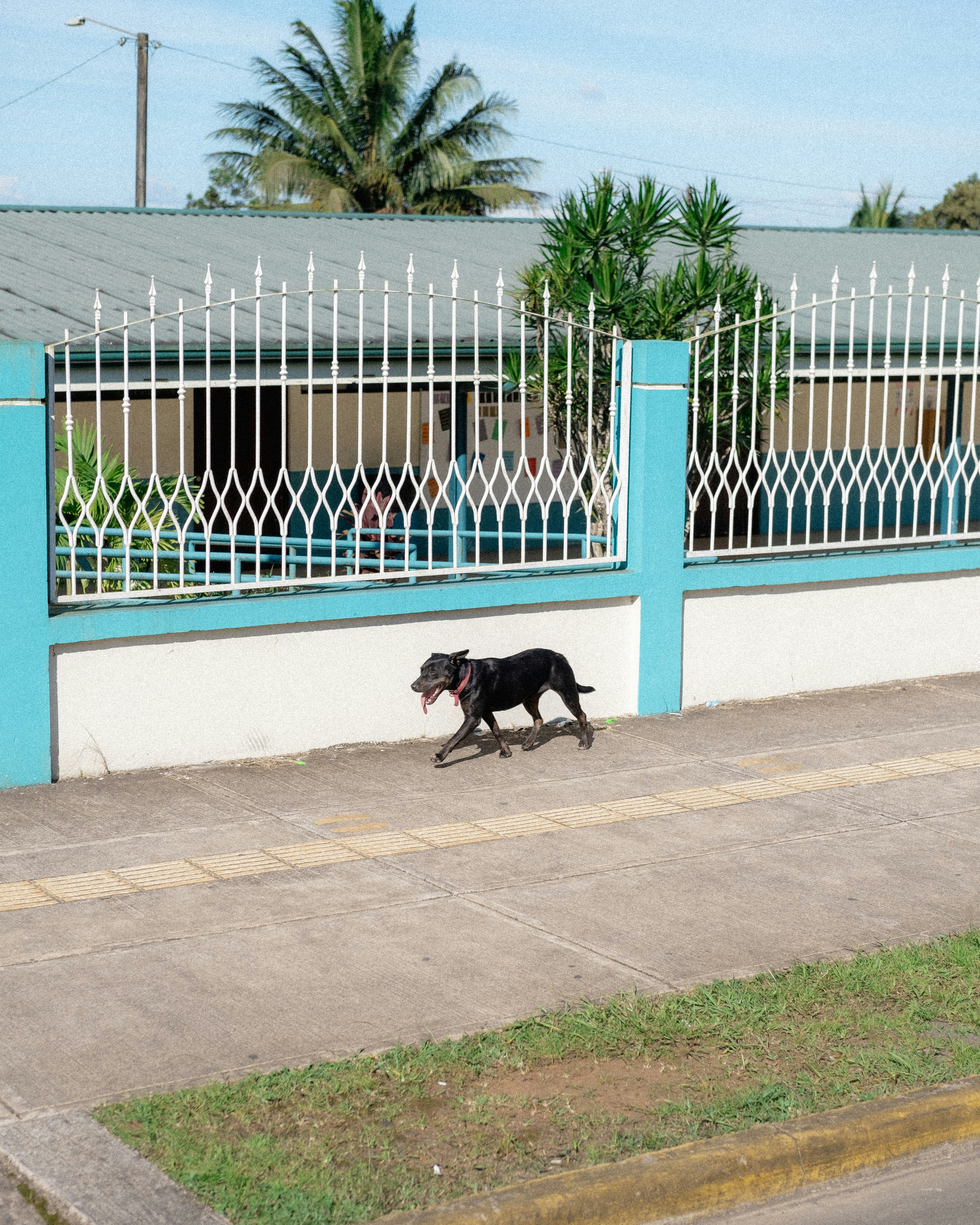 a black dog walking down a sidewalk next to a blue fence