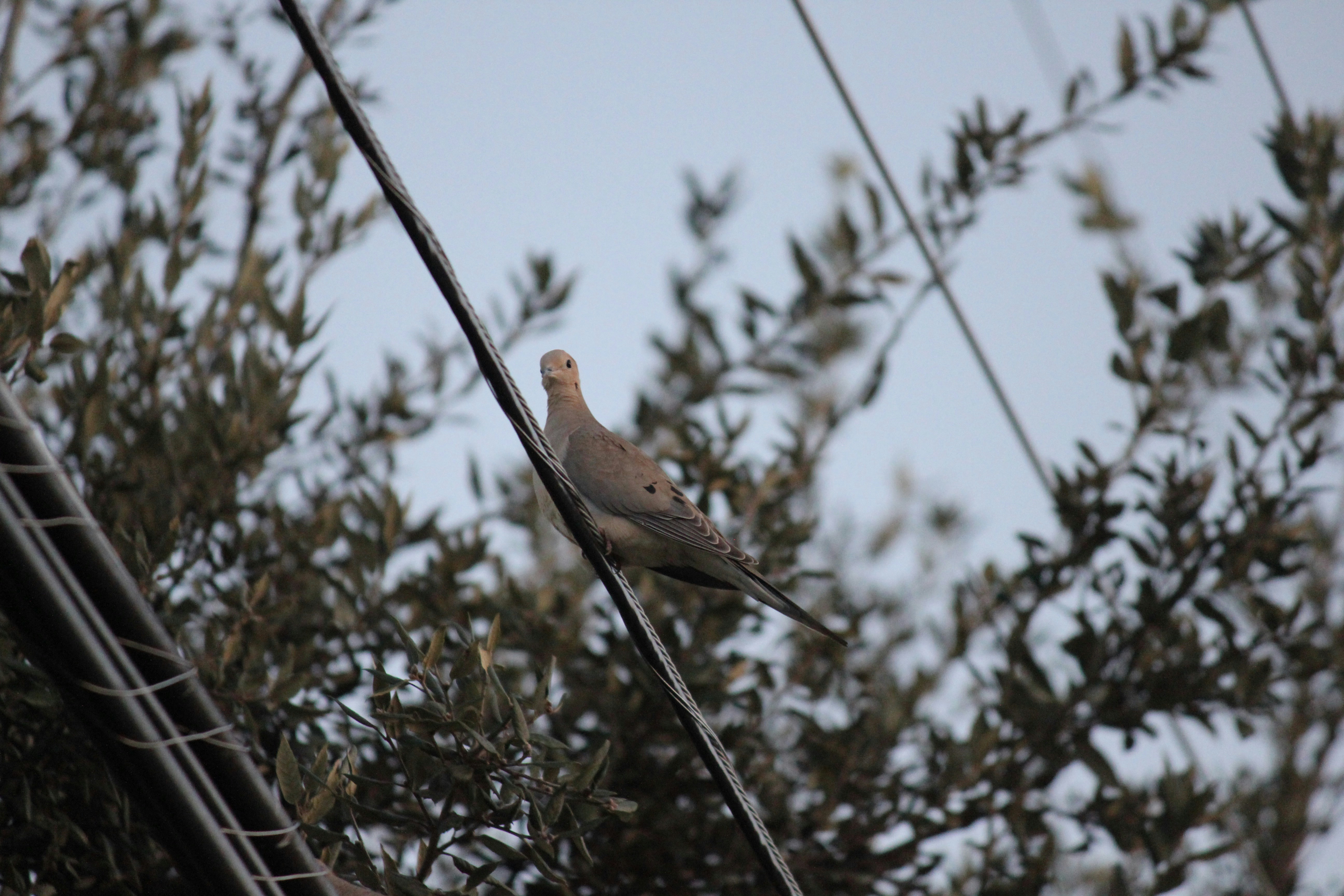 A mourning dove on a telephone wire at a slightly weird angle.