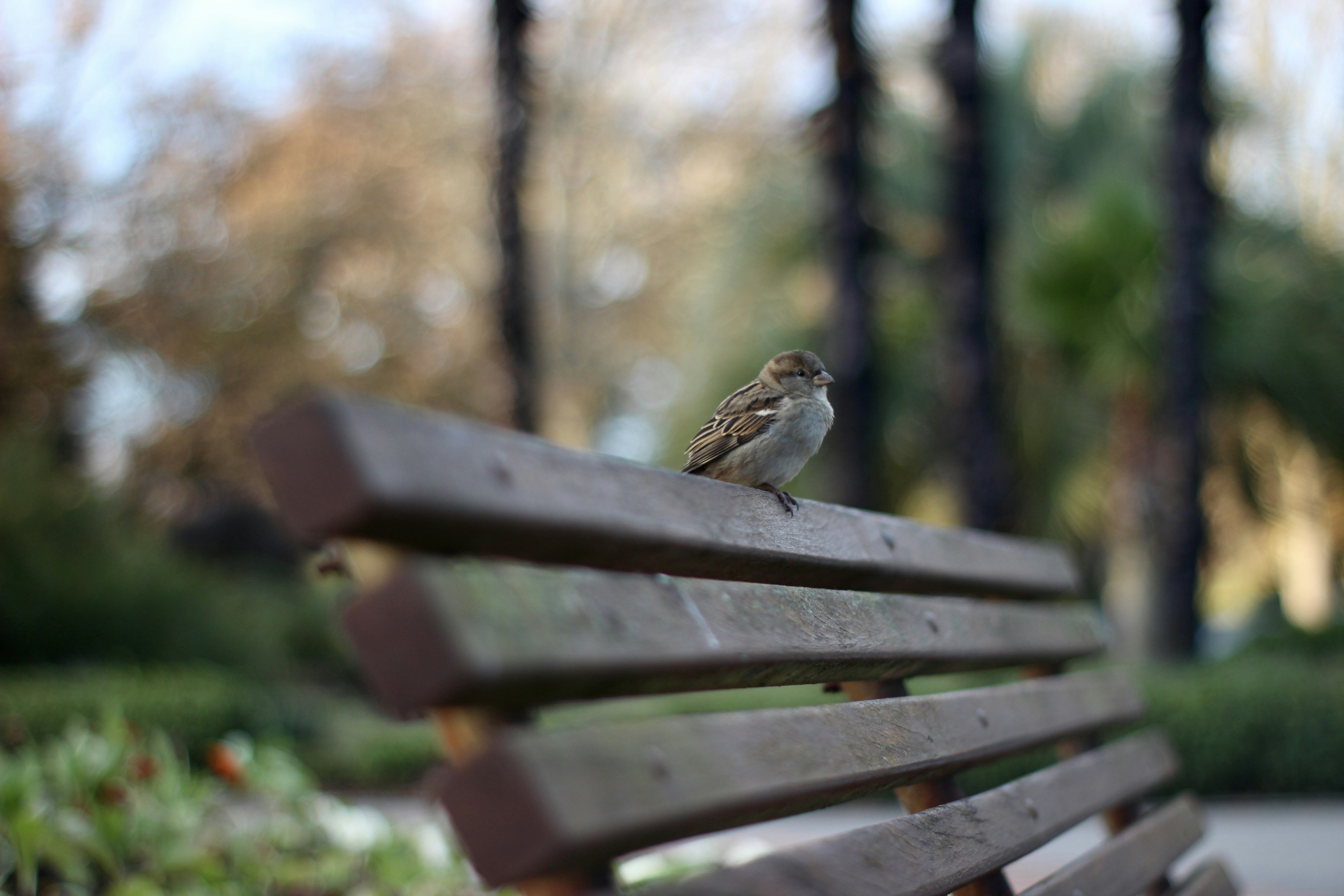 A Quiet Moment: Sparrows Perched on Weathered Bench