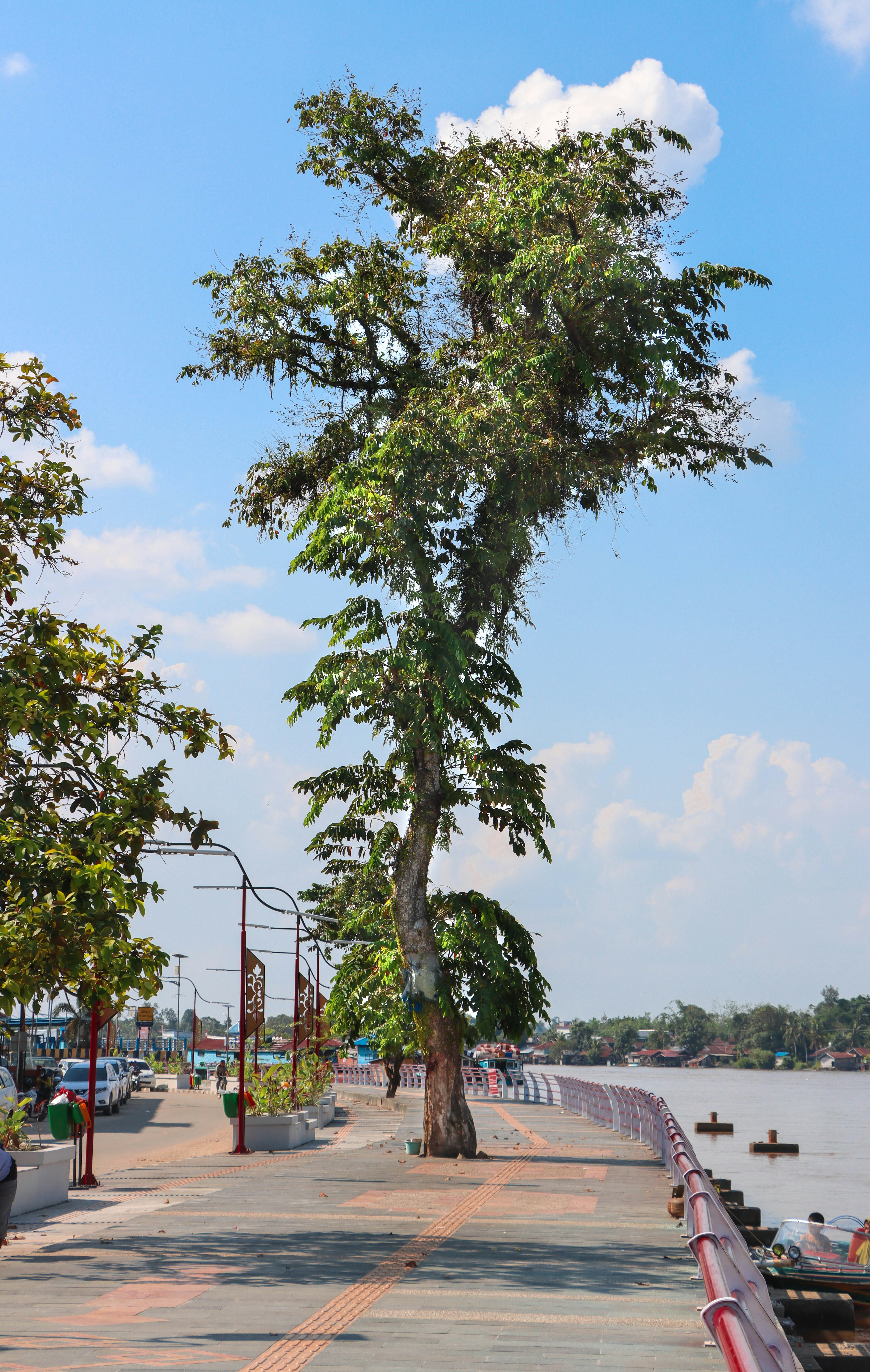 Sebuah pohon besar yang tumbuh di tengah-tengah taman Waterfront Sintang | a tree on the side of a road next to a body of water
