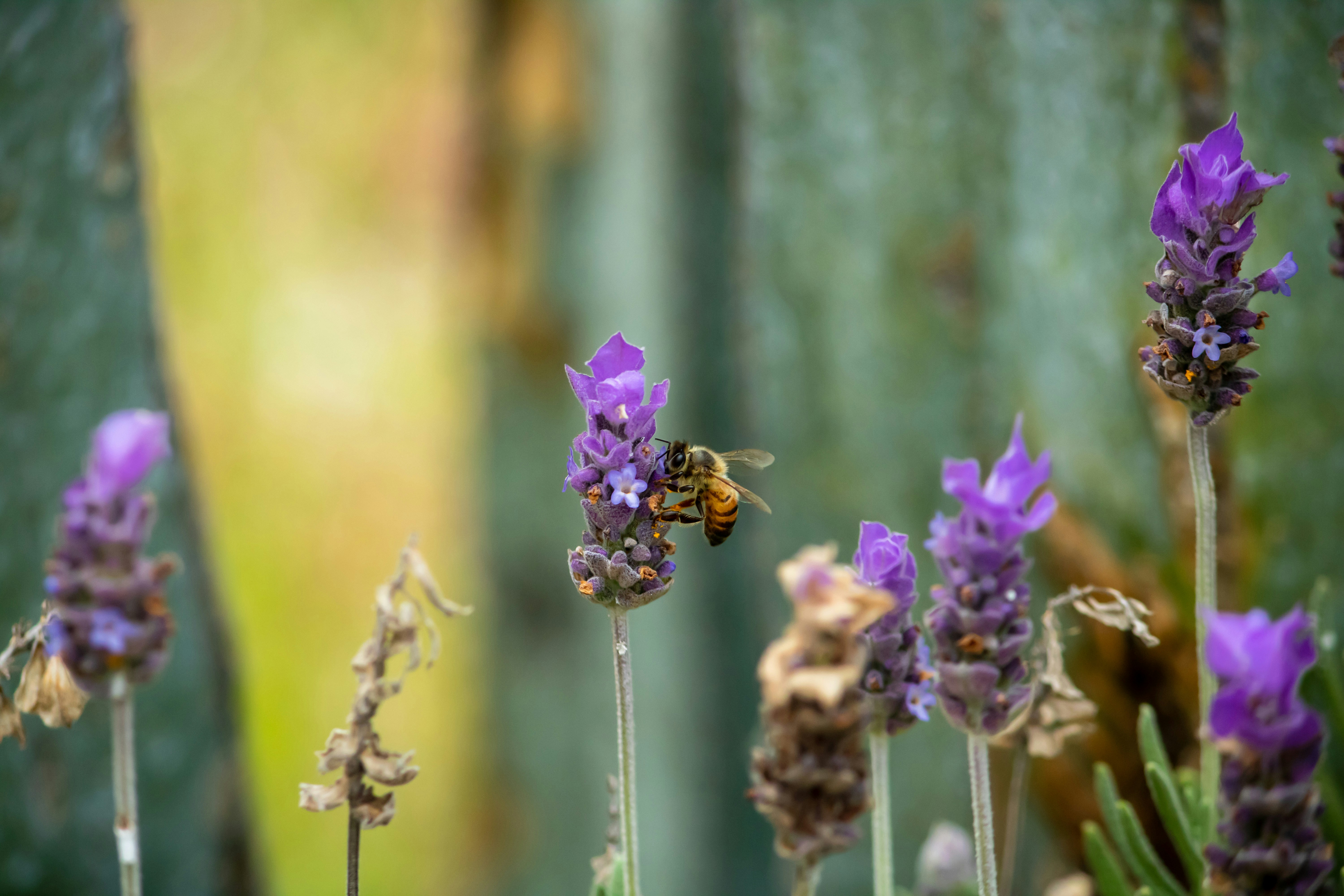 Bee in Lavender: A Micro Moment on Purple Spires