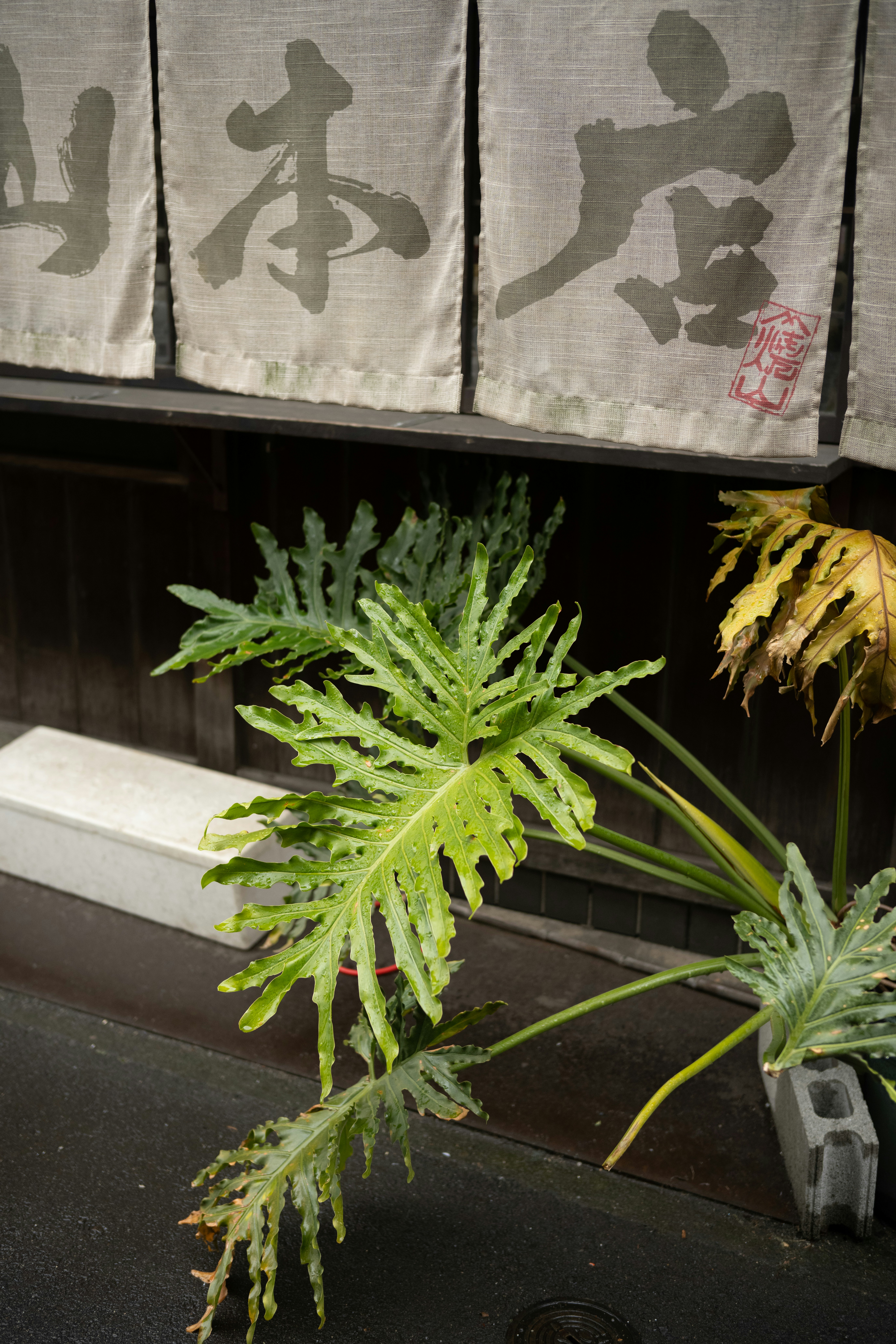 a plant in a vase next to a bench